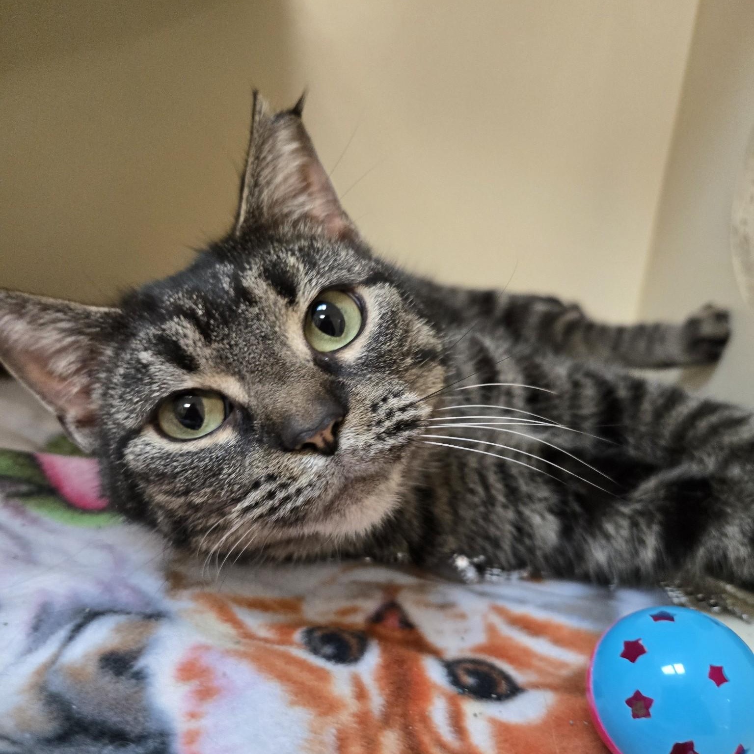 Cat for adoption - Lilo, a Domestic Short Hair in Elyria, OH | Petfinder