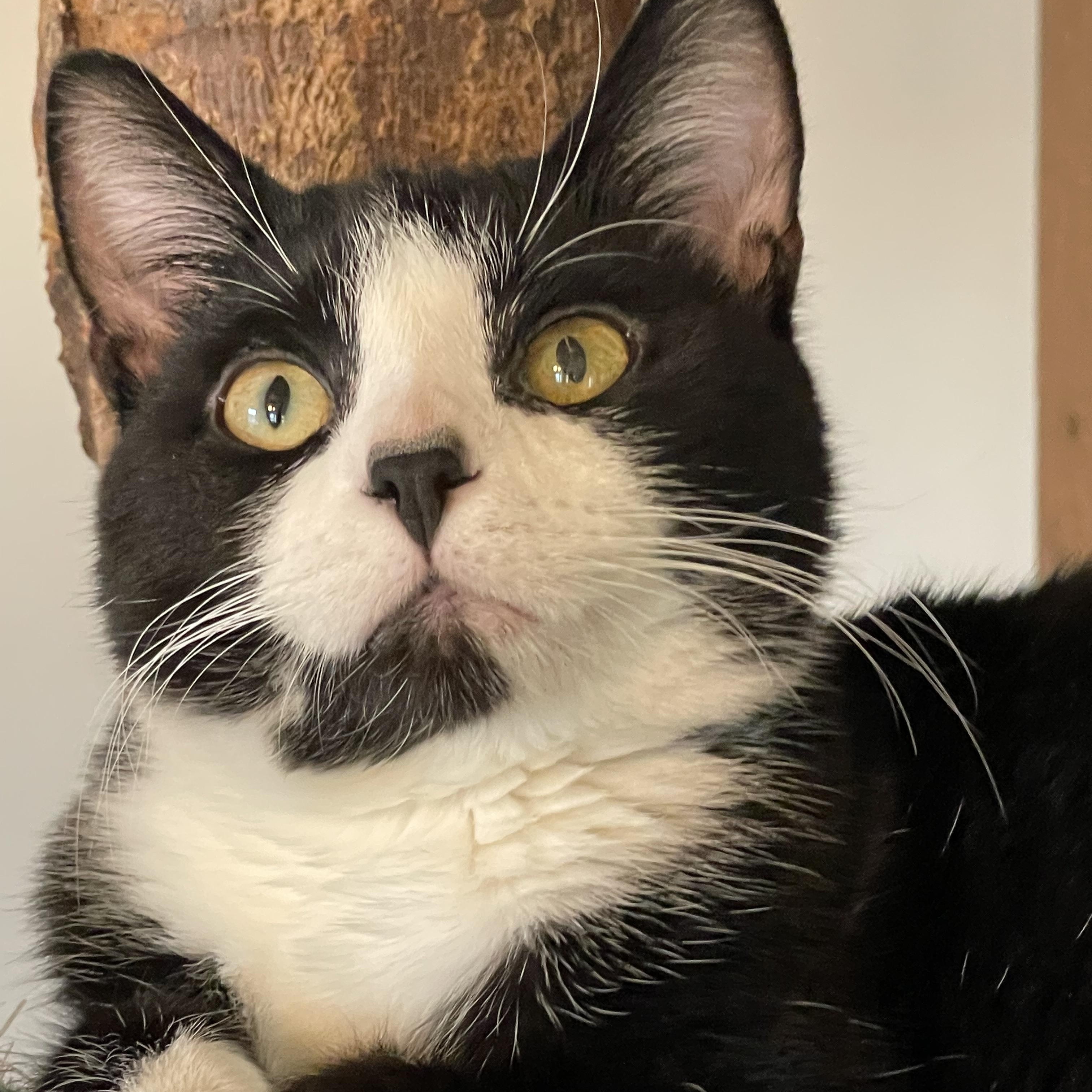 Available Cats - The A.R.K - Animal Recycling Kennel