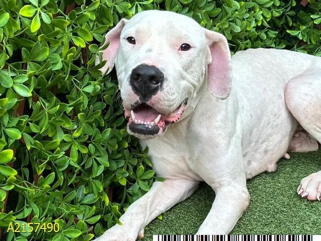 Dog for adoption - Tess, a Dogo Argentino in Tampa, FL | Petfinder