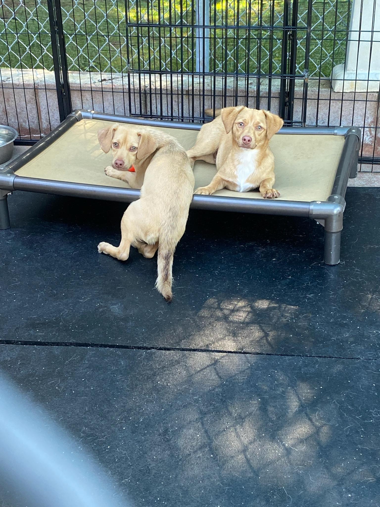 Dog for adoption - Rip, a Chiweenie in Burgaw, NC | Petfinder