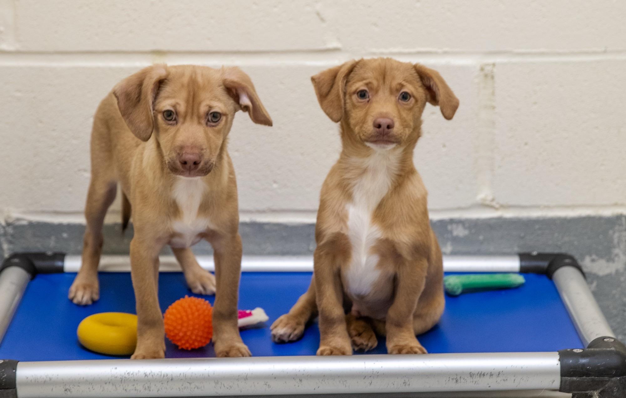 Dog for adoption - Rip, a Chiweenie in Burgaw, NC | Petfinder