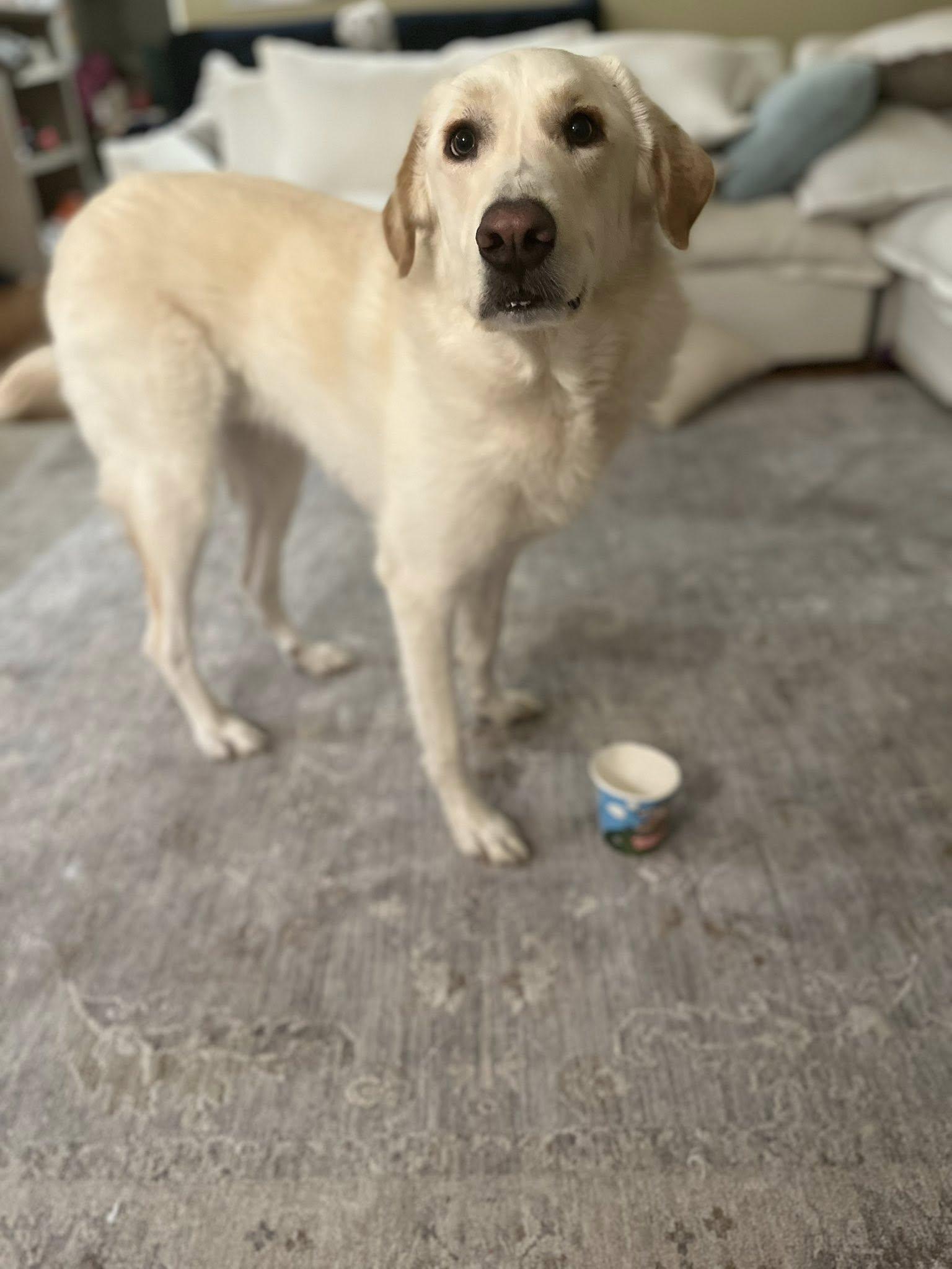 Dog for adoption - Milo, a Great Pyrenees in Clive, IA | Petfinder