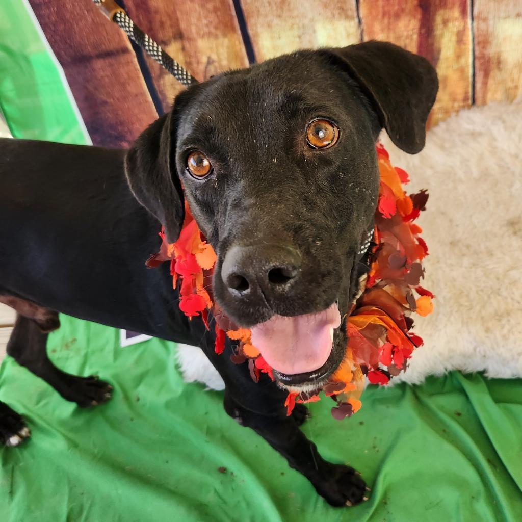 Dog for adoption - Gusher JuM, a Black Labrador Retriever Mix in ...