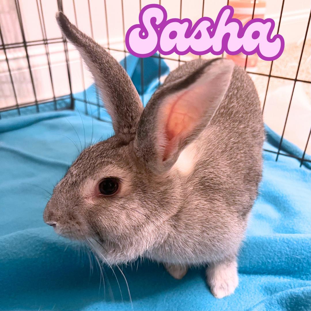 Rabbit for adoption - Sasha, a Chinchilla & Bunny Rabbit Mix in ...