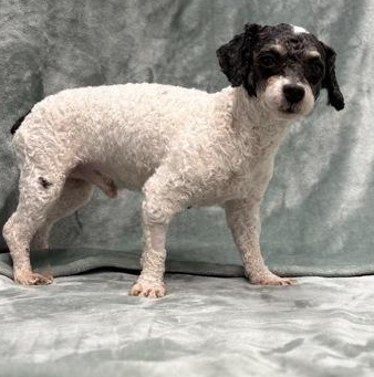 Dog for adoption - Brayden, a Poodle (Toy) Mix in Tinley Park, IL ...
