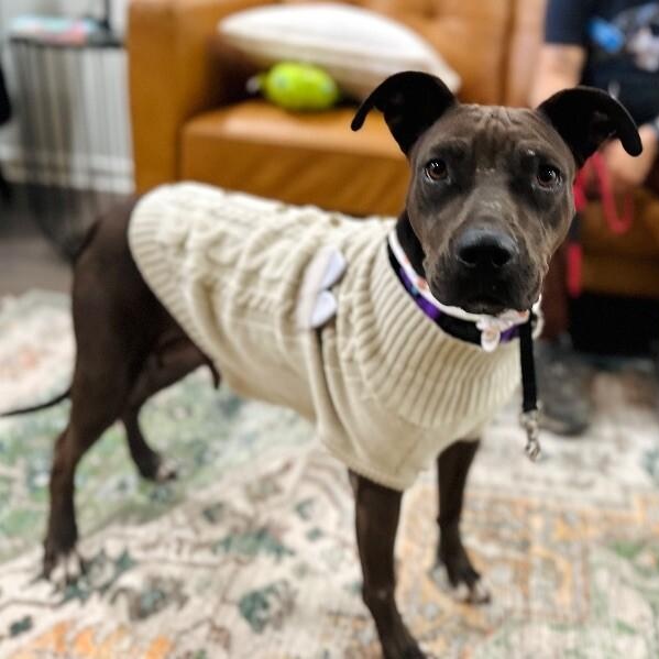 Dog for adoption - Aurora Faith Cleveland, a Pit Bull Terrier & Black ...