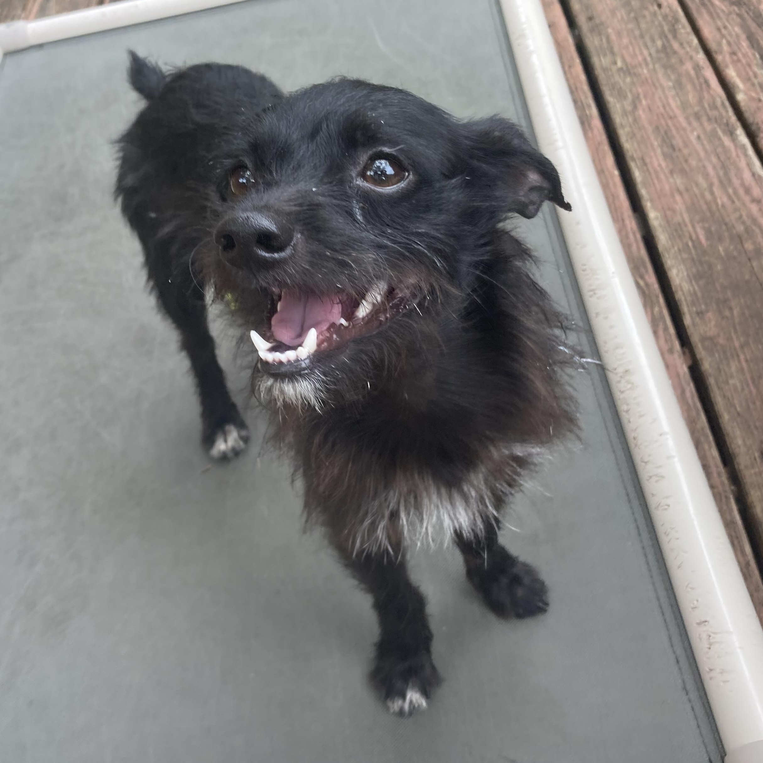 Dog for adoption - Scottie, a Miniature Schnauzer & Terrier Mix in Ann ...