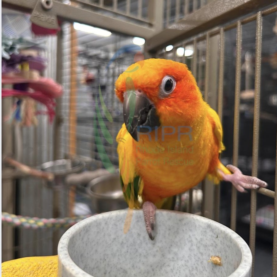 Parrot for adoption - Ruby, a Conure in Warwick, RI | Petfinder
