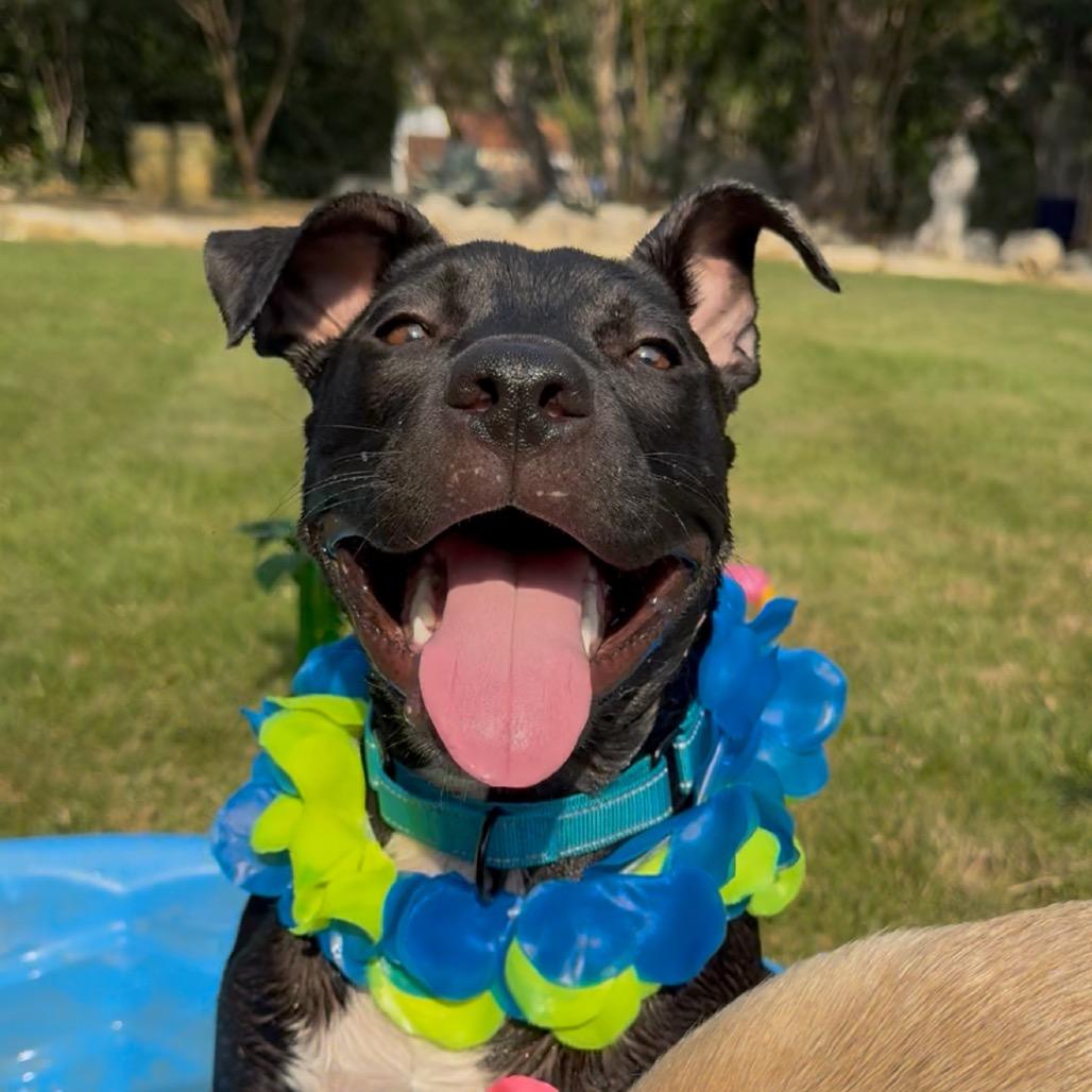 Dog for adoption - Cowboy, a Cane Corso & Black Labrador Retriever Mix ...