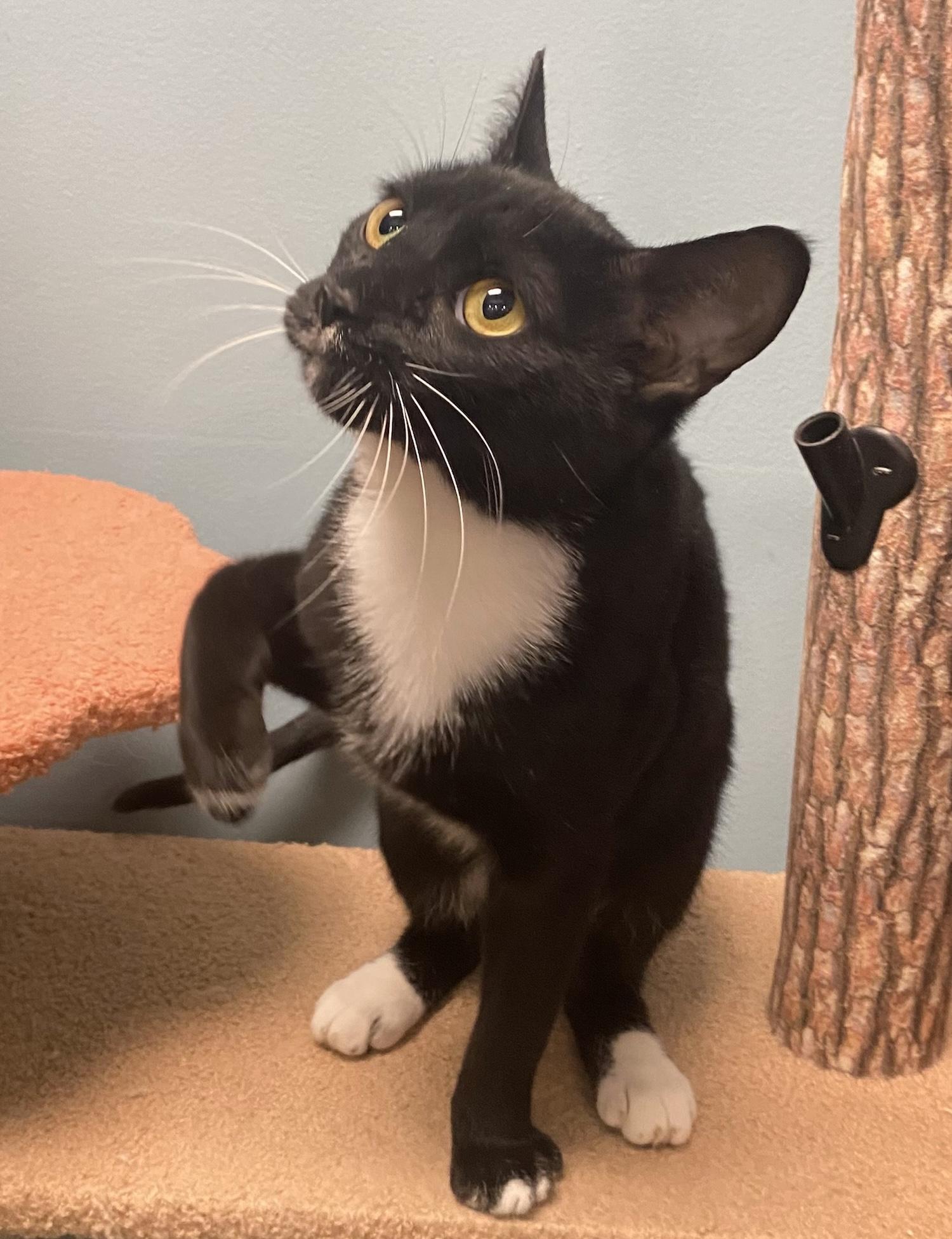 Available Cats and Kittens - Johnston County Animal Protection League ...