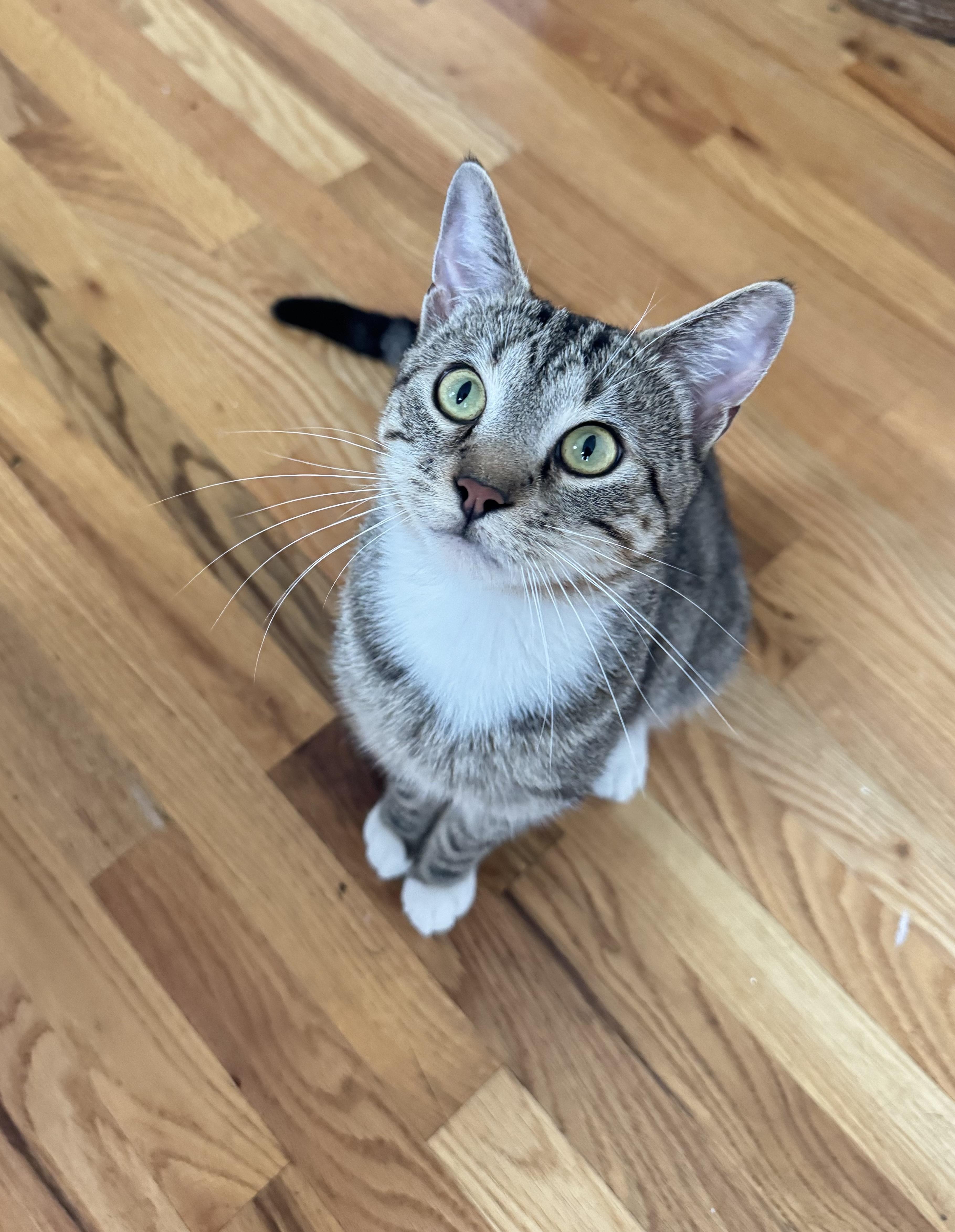Cat for adoption - Lando, a Domestic Short Hair in Evanston, IL | Petfinder