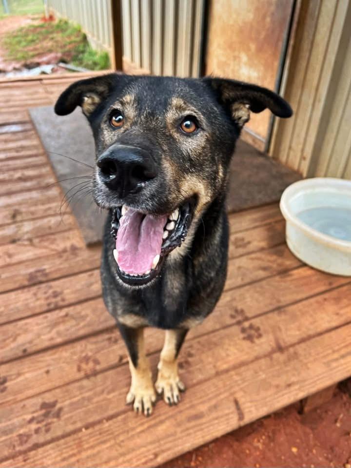 Dog for adoption - Oski, a German Shepherd Dog Mix in Farmington, CT ...