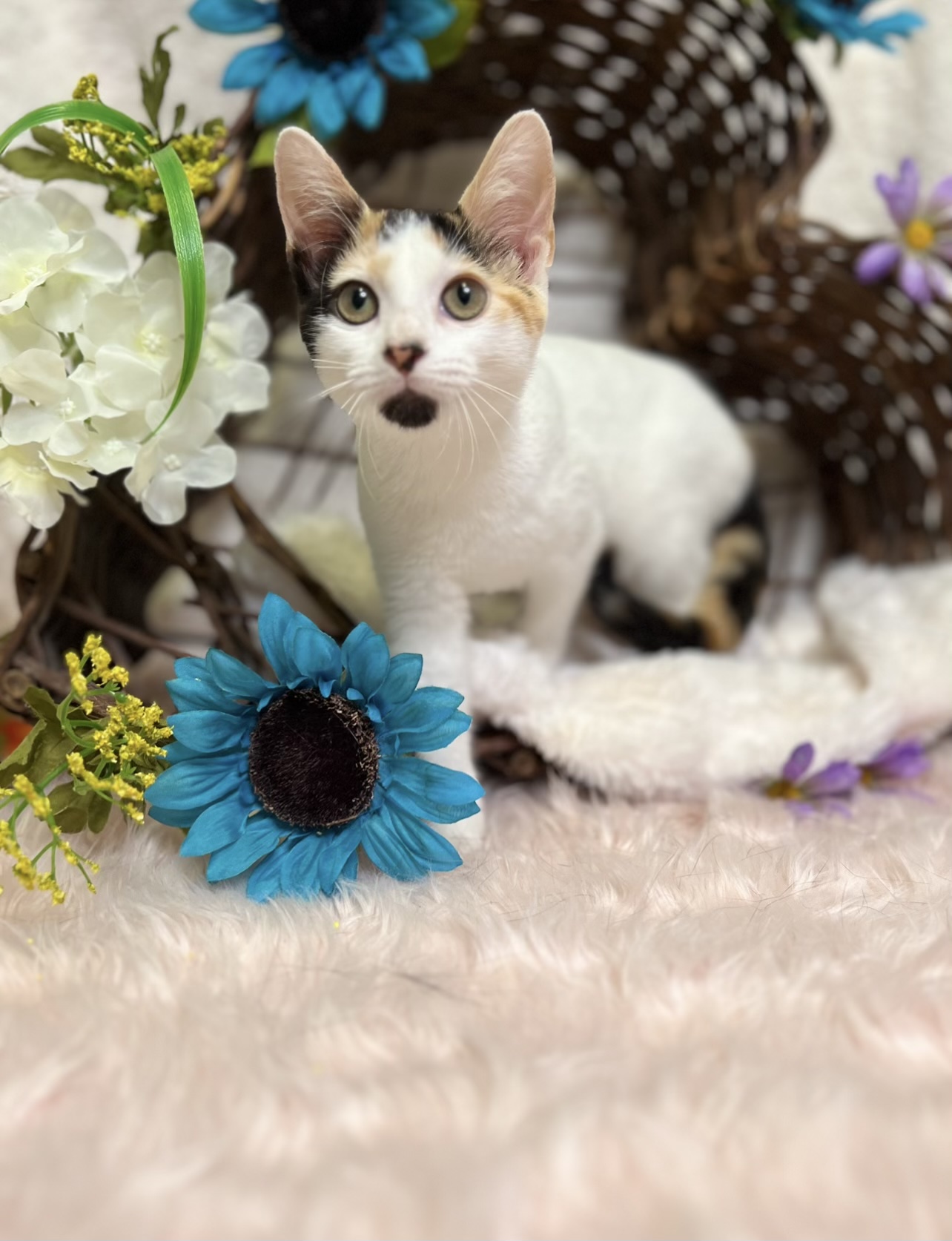 Cat for adoption - Isla (bonded with Hayes), a Calico in Newton, IL ...