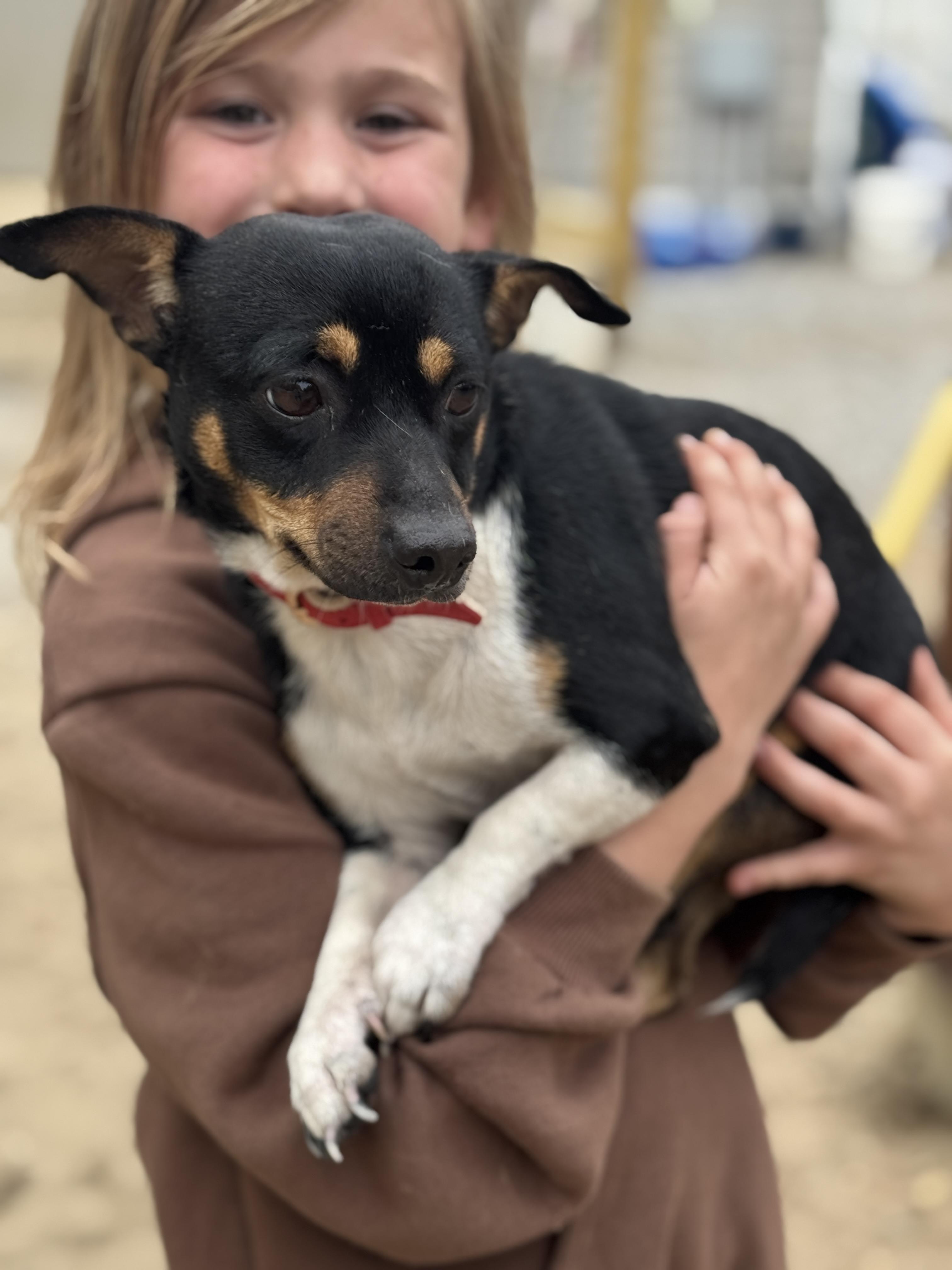 Dog for adoption - Priscilla, a Mixed Breed in SYLVANIA, GA | Petfinder