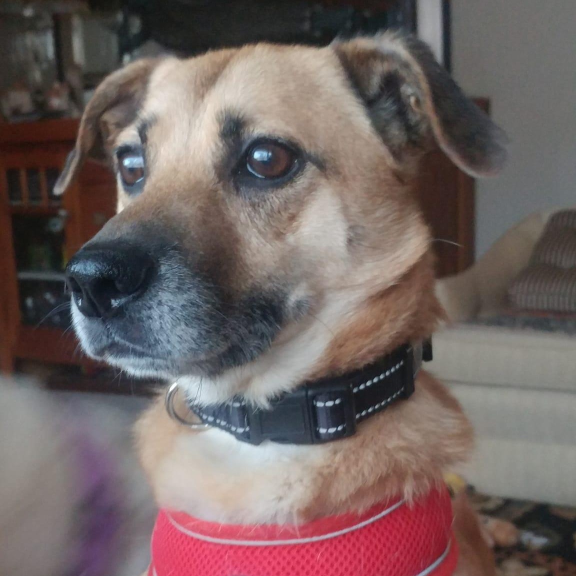 Dog for adoption - Astro, a Labrador Retriever Mix in Schaumburg, IL ...