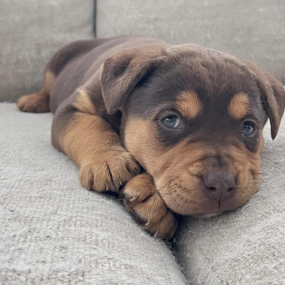 Dog for adoption - Georgie, a Rottweiler Mix in Charlotte, NC | Petfinder