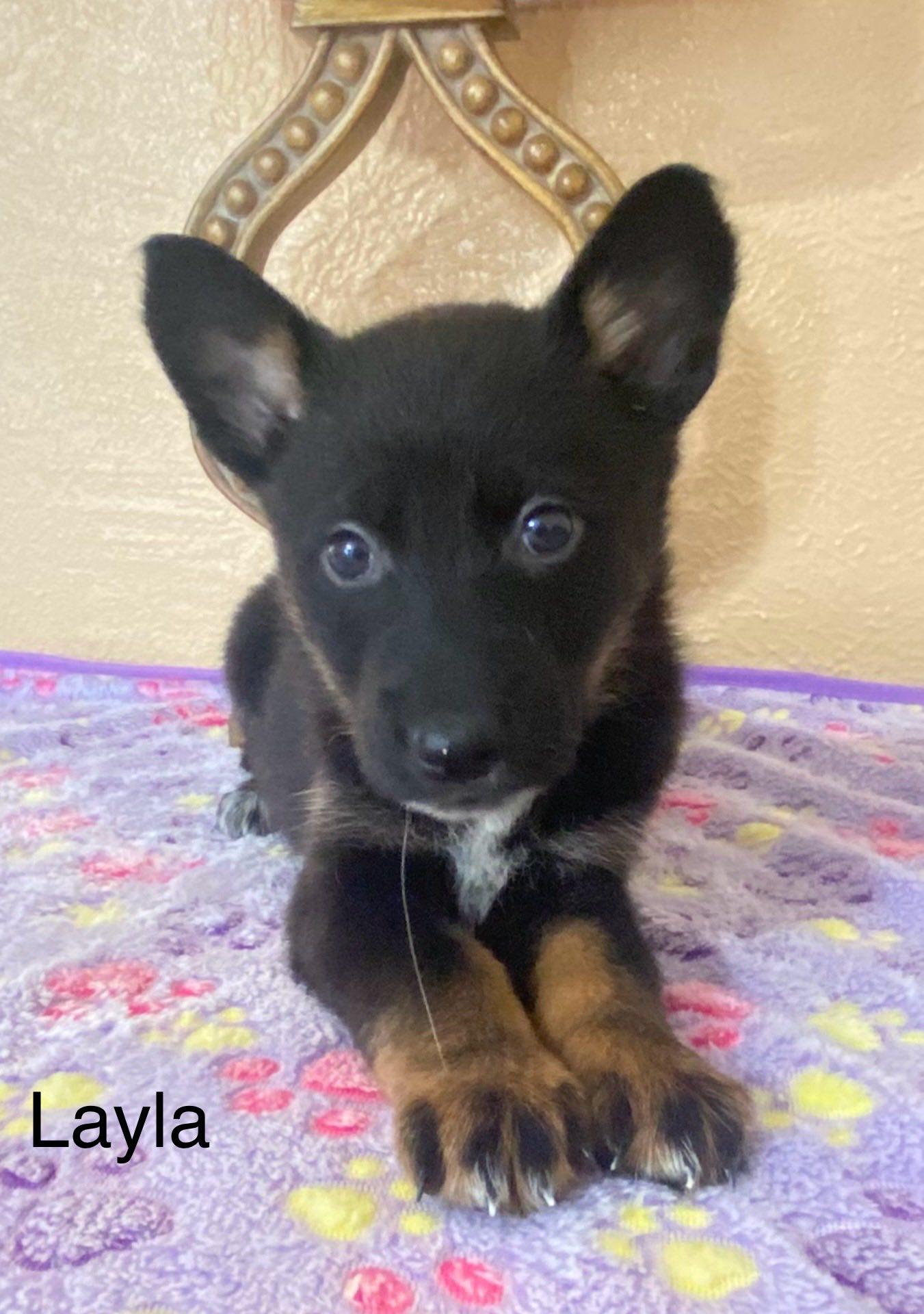 Dog for adoption - German shepherds mix puppies, a German Shepherd Dog ...