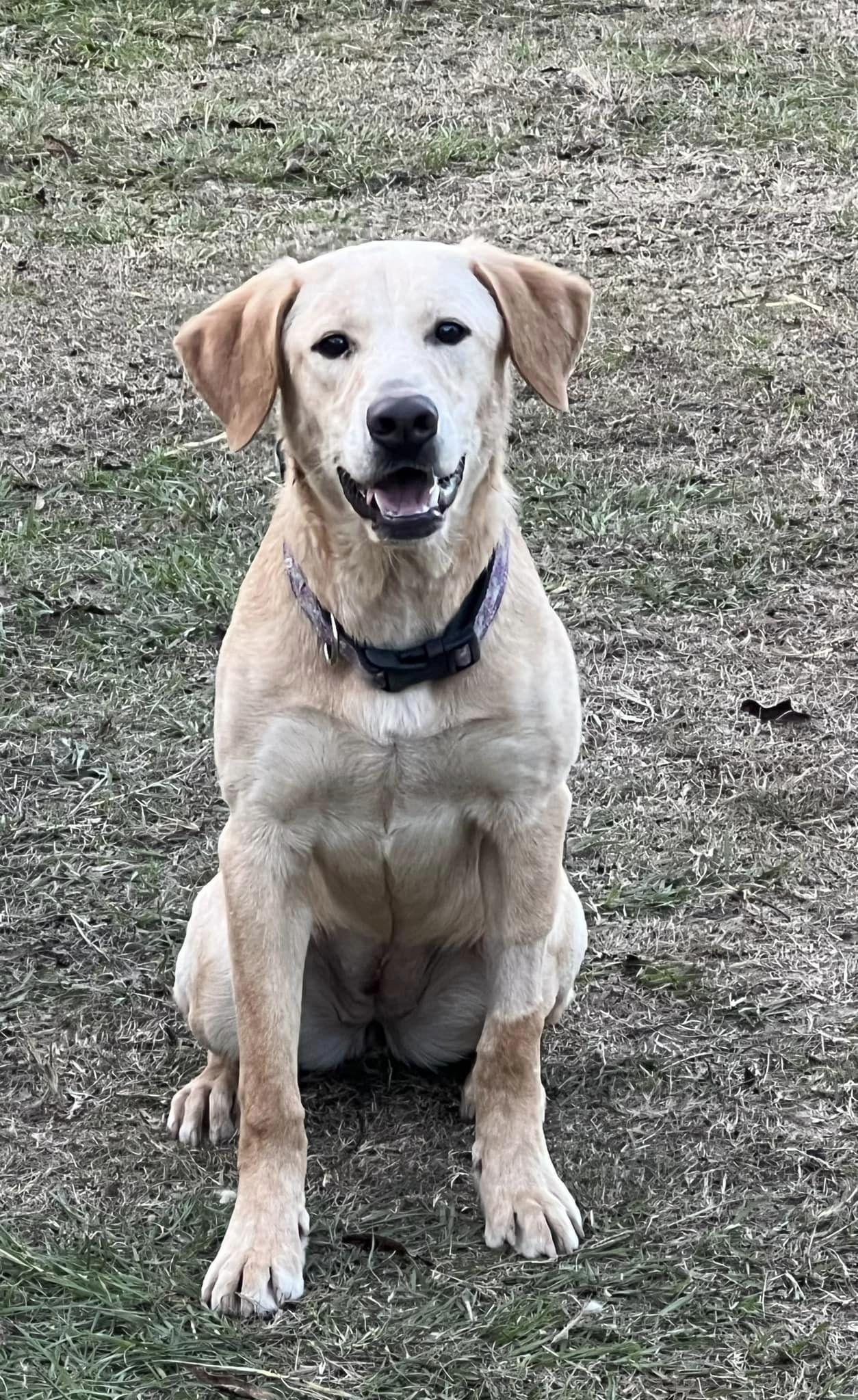 Dog for adoption - Sunny, a Yellow Labrador Retriever Mix in Smithfield ...