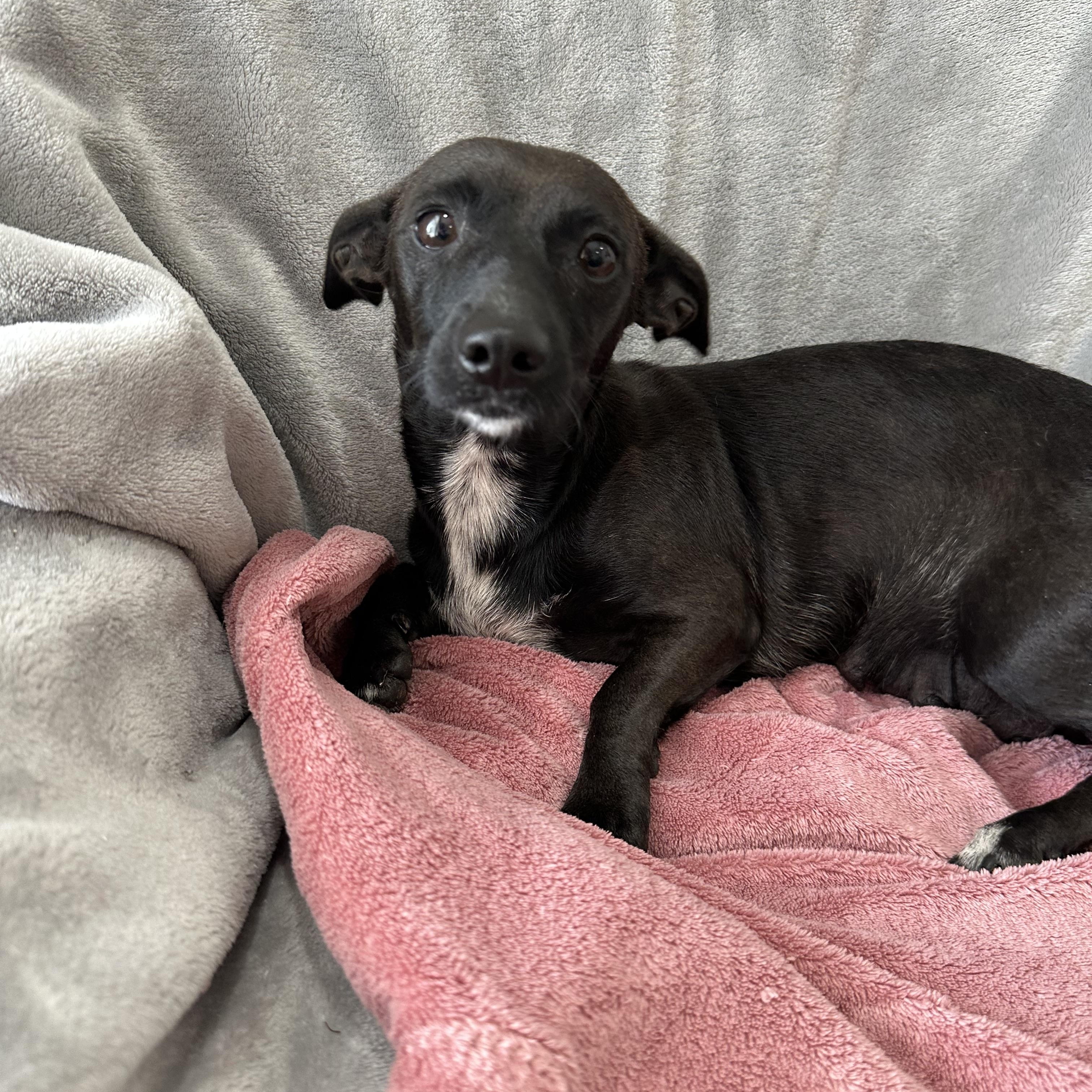 Dog for adoption - Mama Poppy, a Dachshund & Terrier Mix in ...