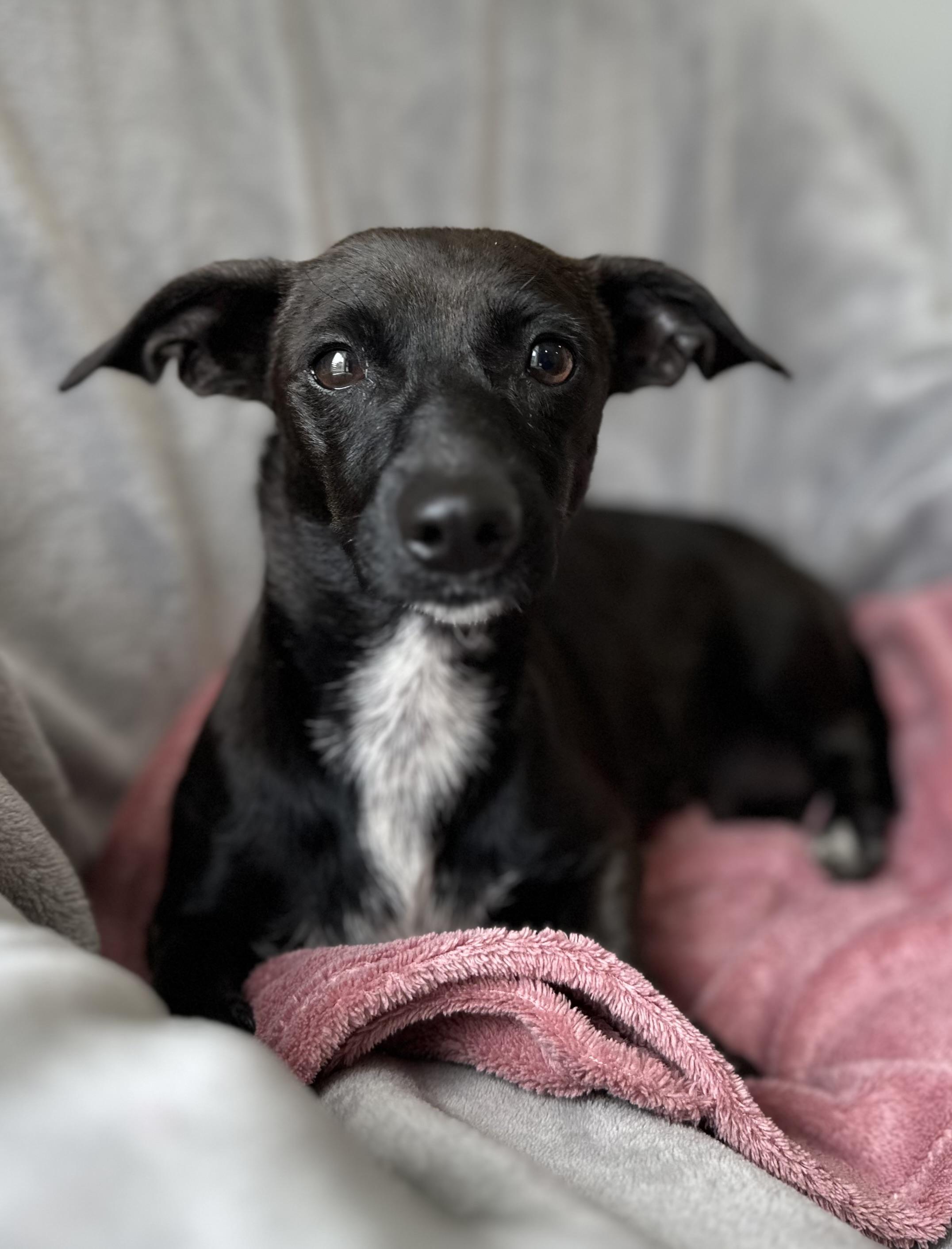 Dog for adoption - Mama Poppy, a Dachshund & Terrier Mix in ...