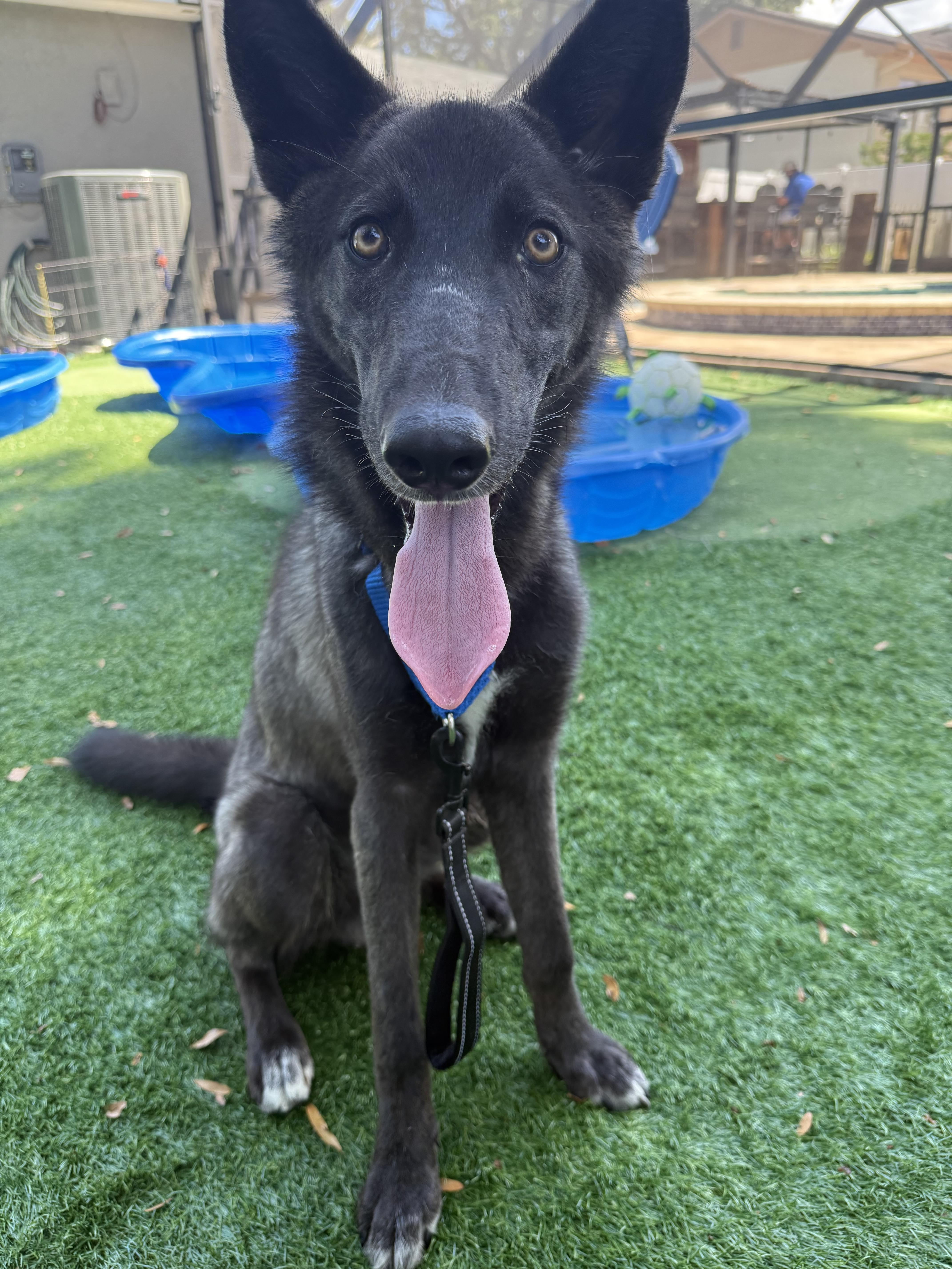 Dog for adoption - Luca, a Siberian Husky & Alaskan Malamute Mix in ...