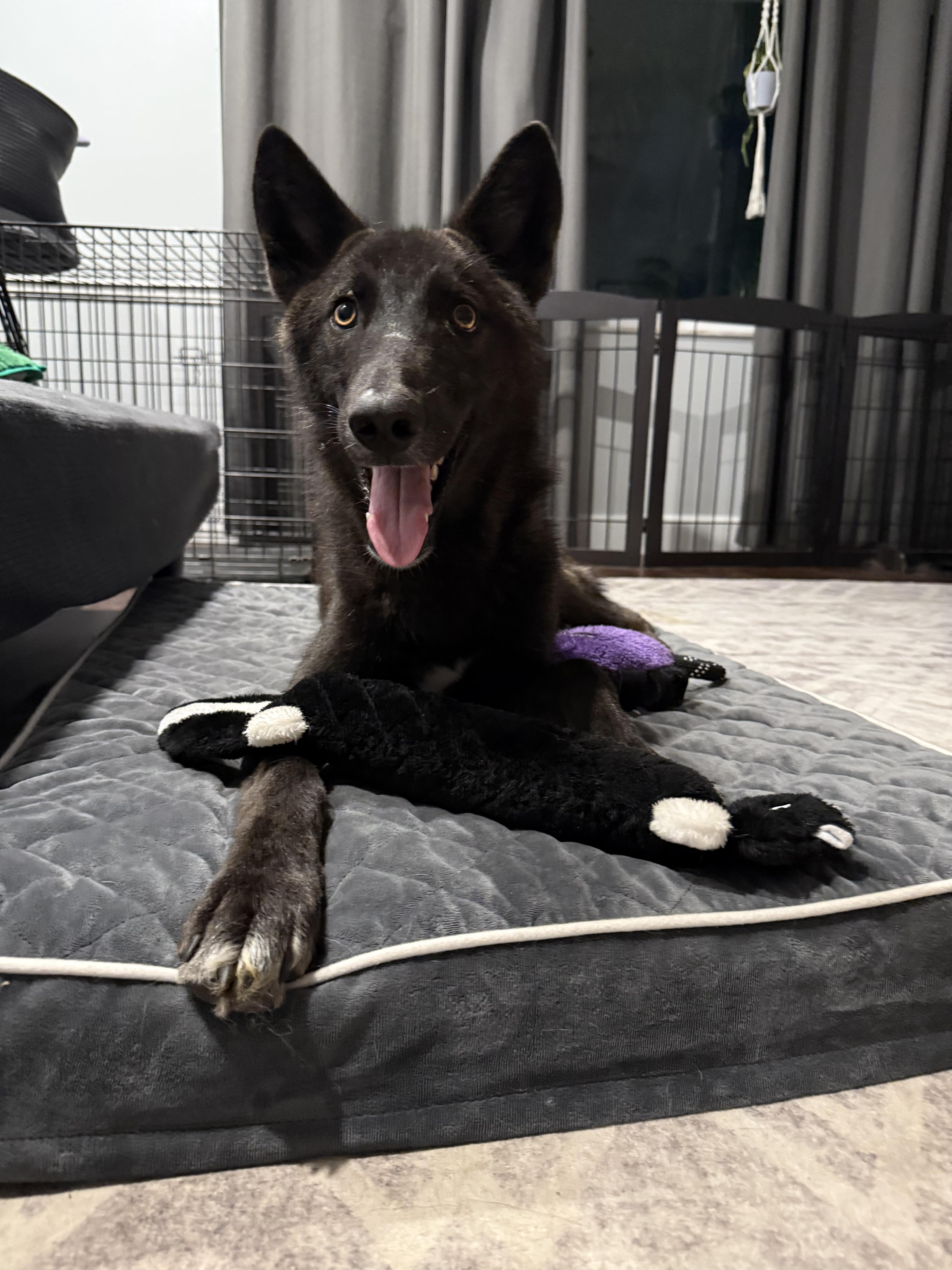 Dog for adoption - Luca, a Siberian Husky & Alaskan Malamute Mix in ...