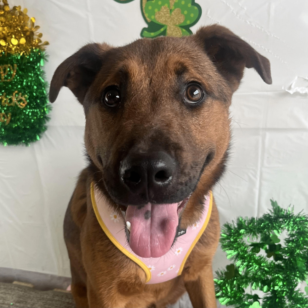 Dog for adoption - Alanis, a Shepherd & Labrador Retriever Mix in North ...