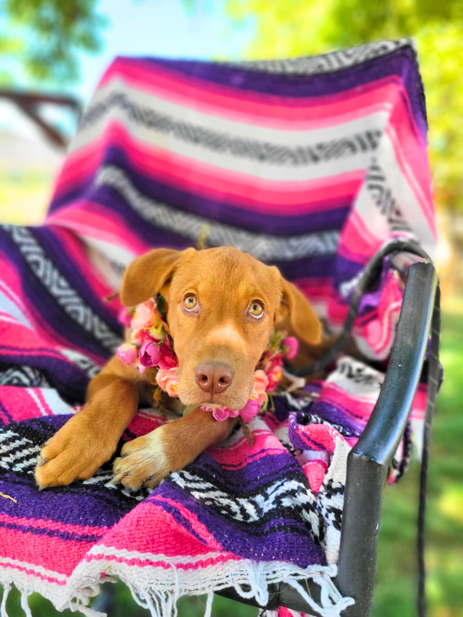 Missy - Adoptable Pet | Petfinder | Petfinder