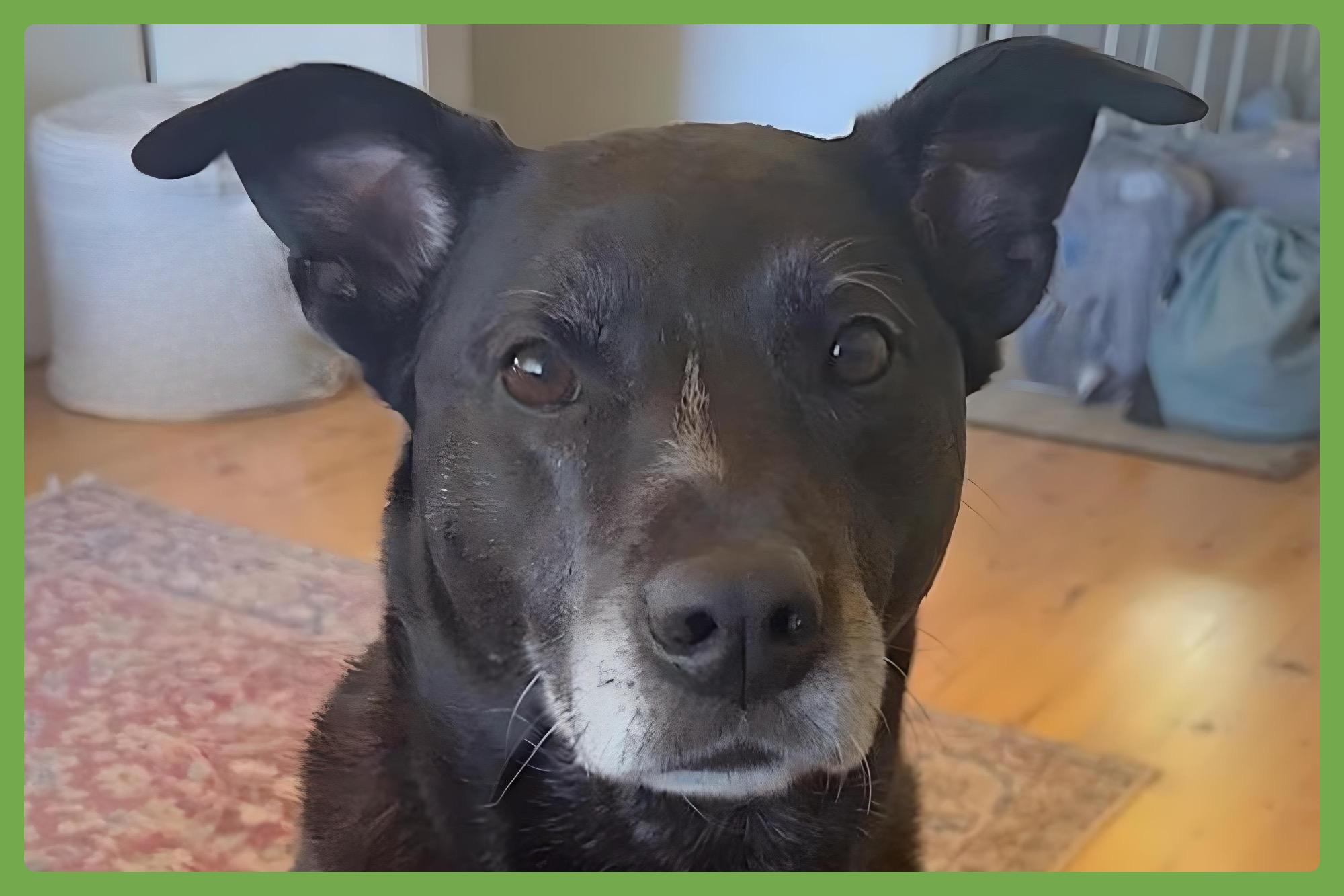 Dog for adoption - Nola, a Pit Bull Terrier & Labrador Retriever Mix in Kent, WA | Petfinder