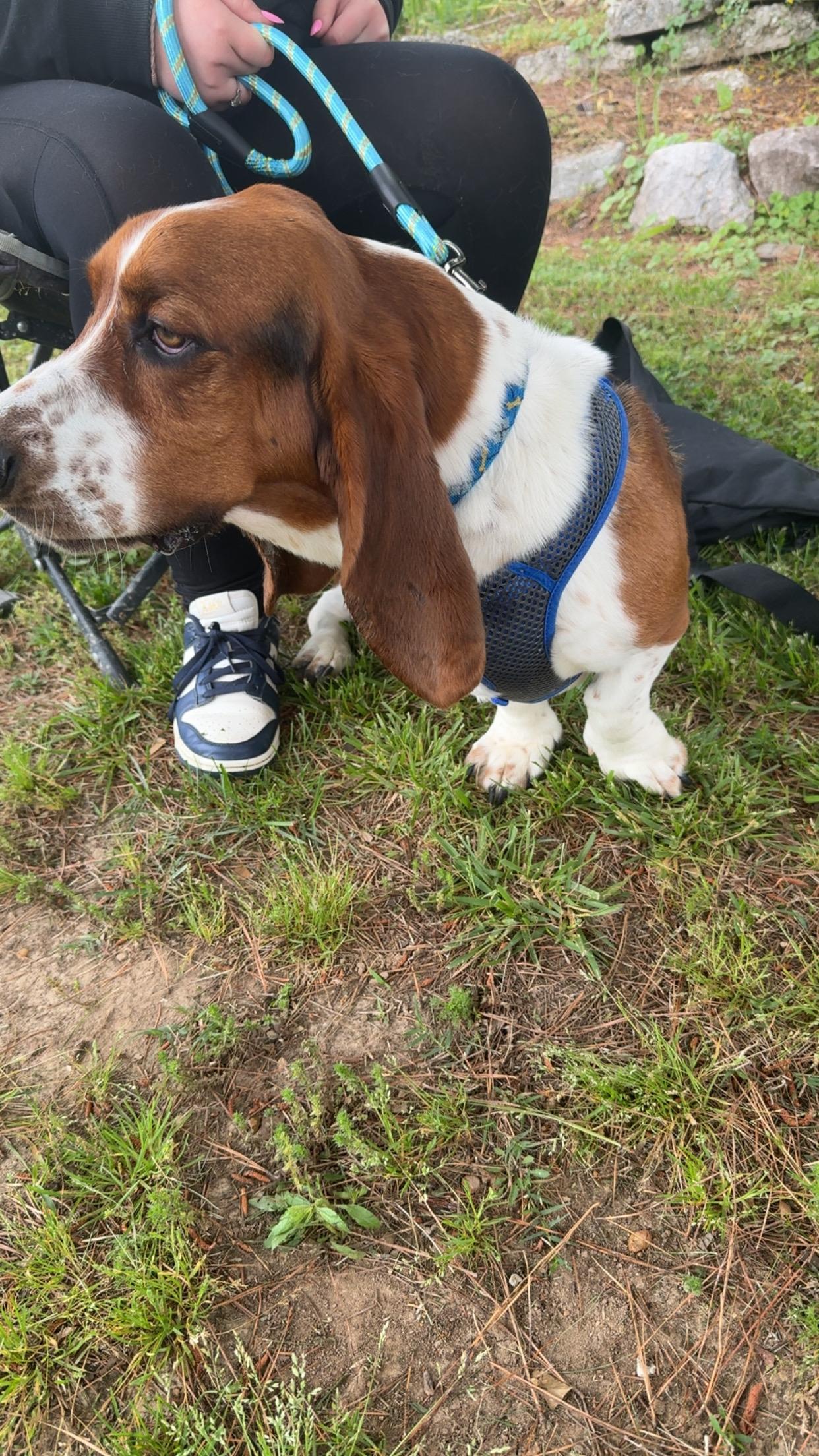 Dog for adoption - Mr. Bean, a Basset Hound in Covington, TN | Petfinder