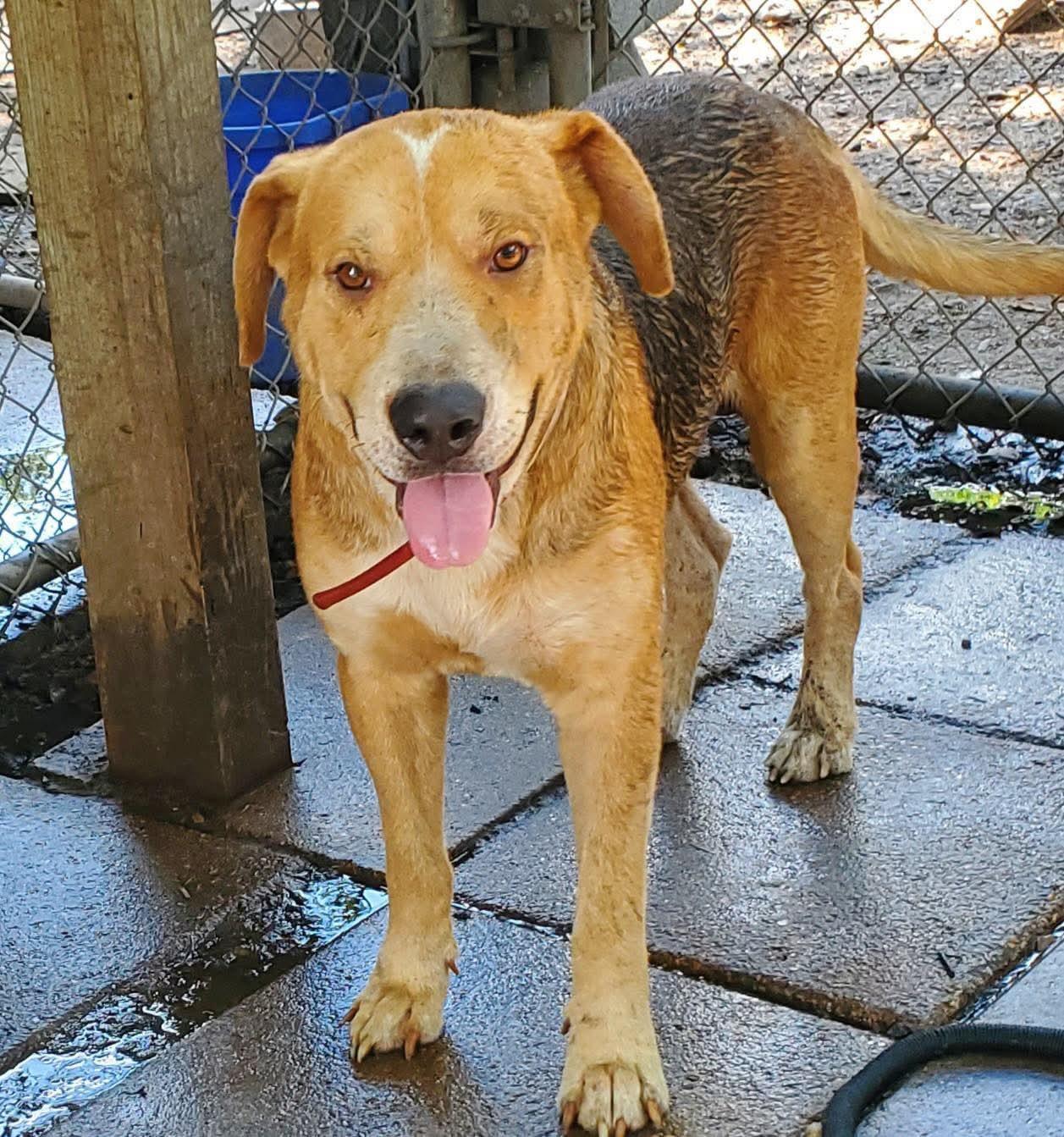 Dog for adoption - Alec, a Labrador Retriever & Hound Mix in Hagerstown ...