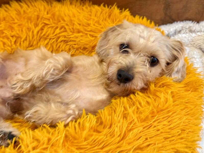 Dog for adoption - Marty Fluffkins, a Miniature Poodle & Schnauzer Mix ...