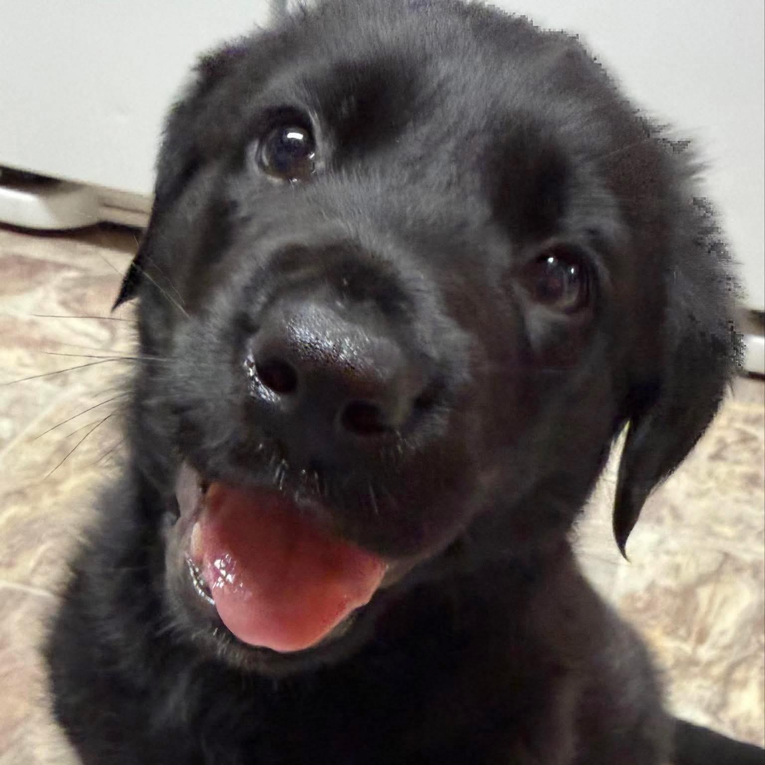 Jack - Adoptable Pet | Petfinder | Petfinder