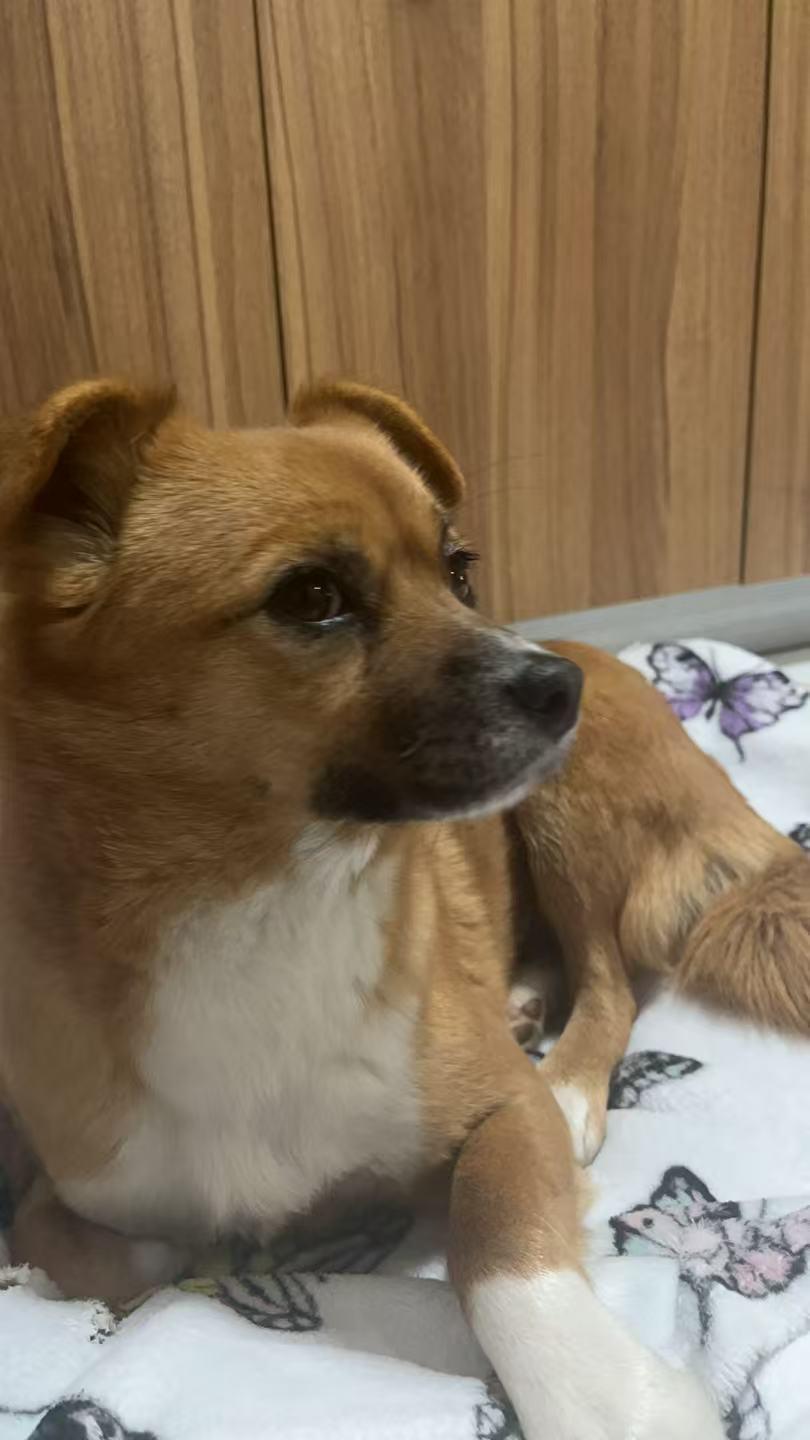 Dog for adoption - Maple, a Mixed Breed in Markham, ON | Petfinder