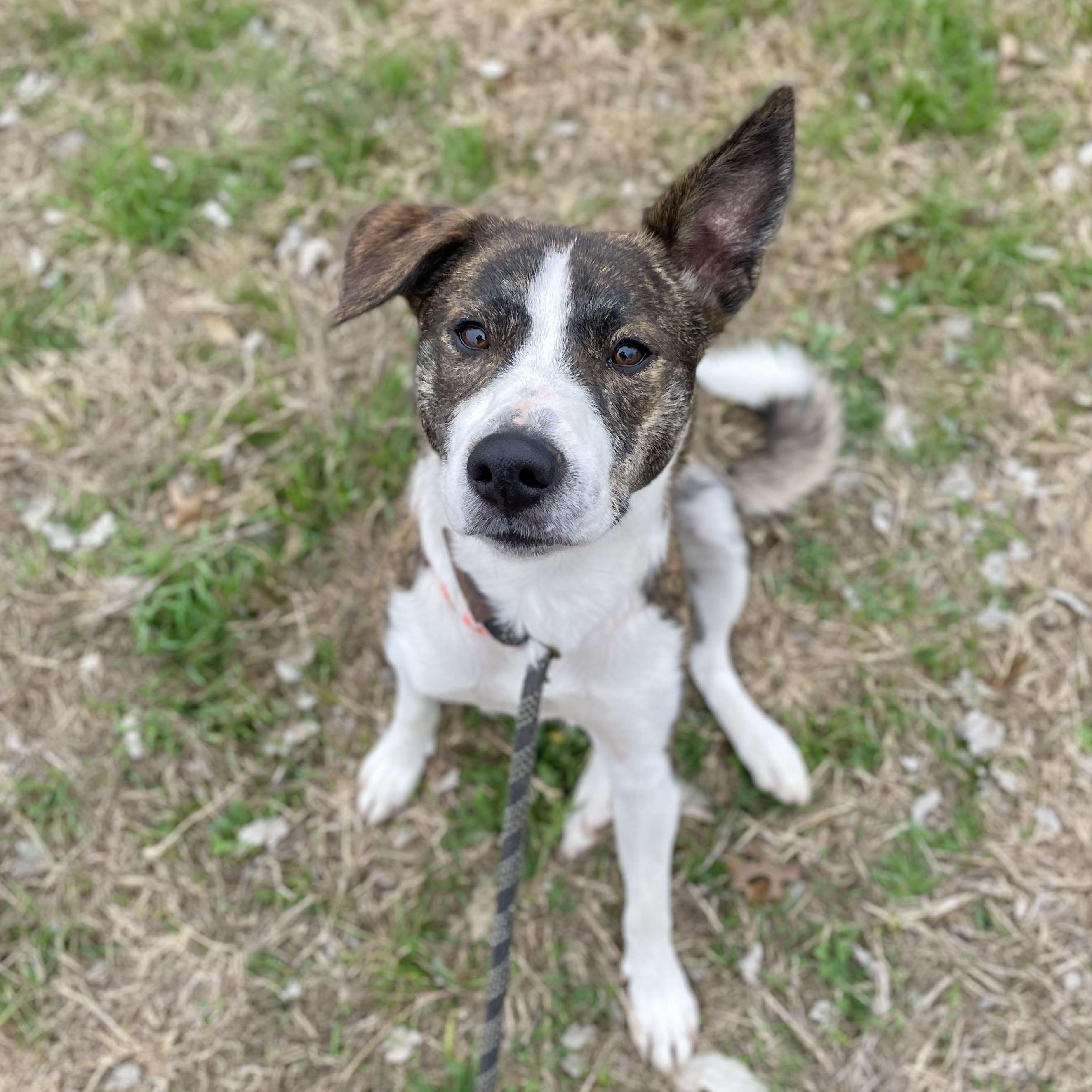 Dog for adoption - Samoa, a Catahoula Leopard Dog in Cincinnati, OH ...