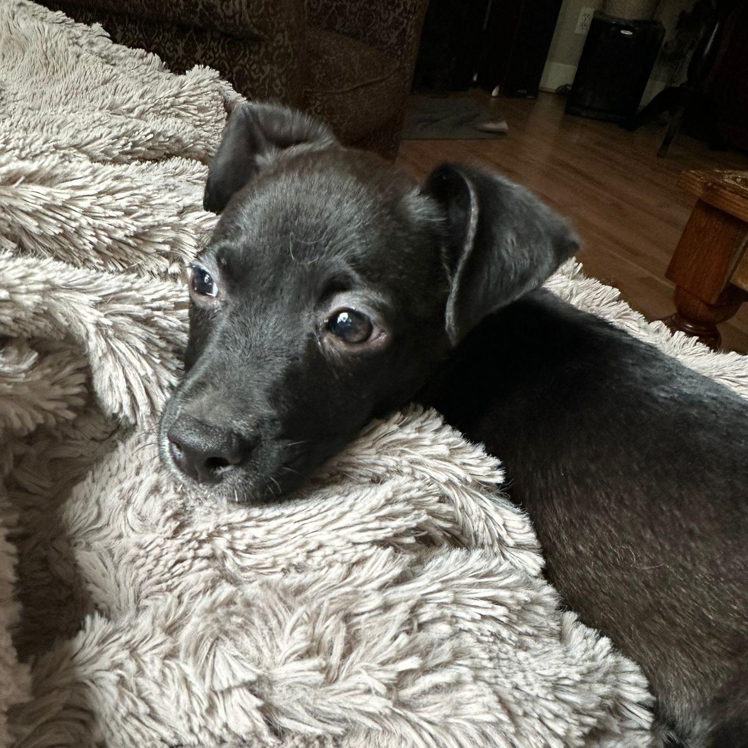 Dog for adoption - Pluto: Puppy, Small Dog and Very Loving, a Patterdale Terrier / Fell Terrier ...