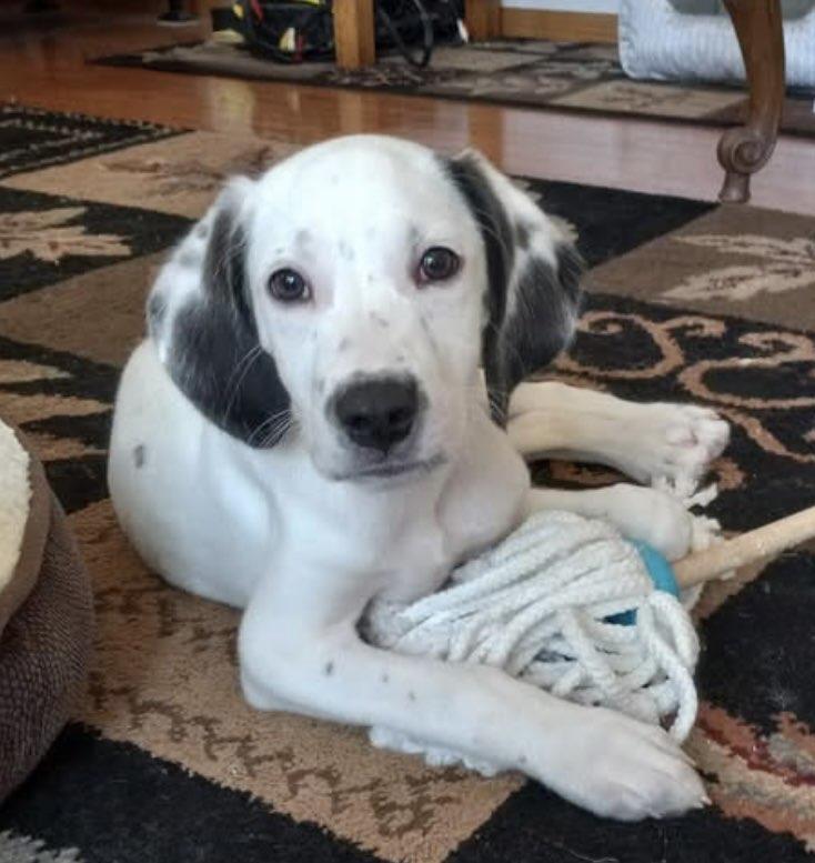 Dog for adoption - Scottie, a Pointer & English Springer Spaniel Mix in ...