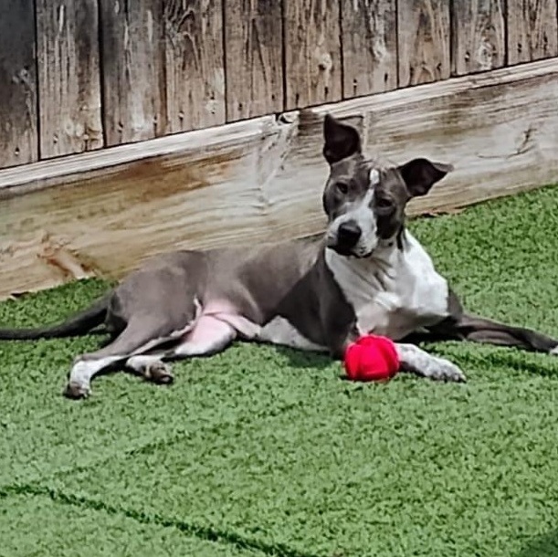 Dog for adoption - Luna, a Blue Lacy Mix in Cedar City, UT | Petfinder