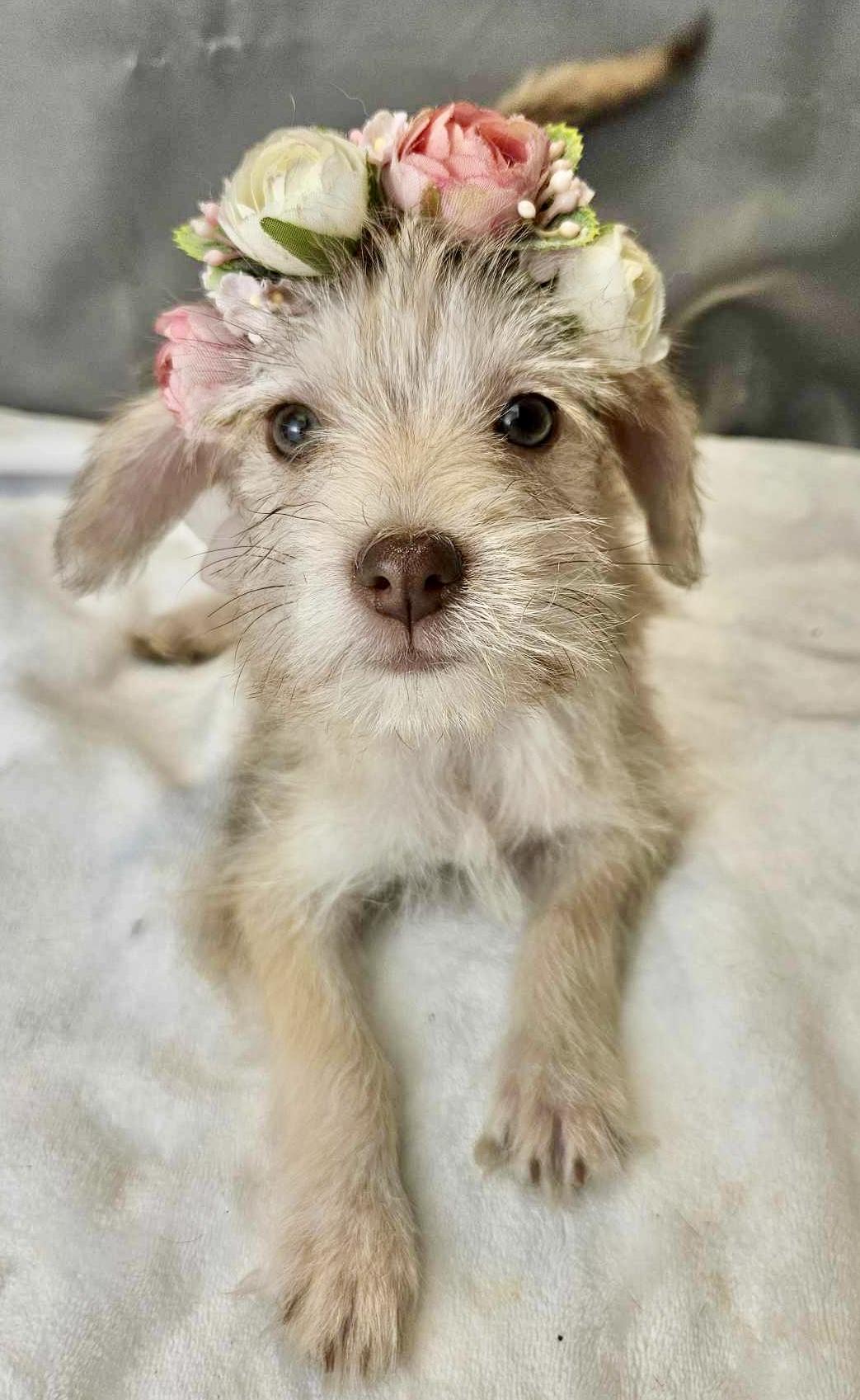 Dog for adoption - Mia, a Yorkshire Terrier Mix in Hartford, CT | Petfinder