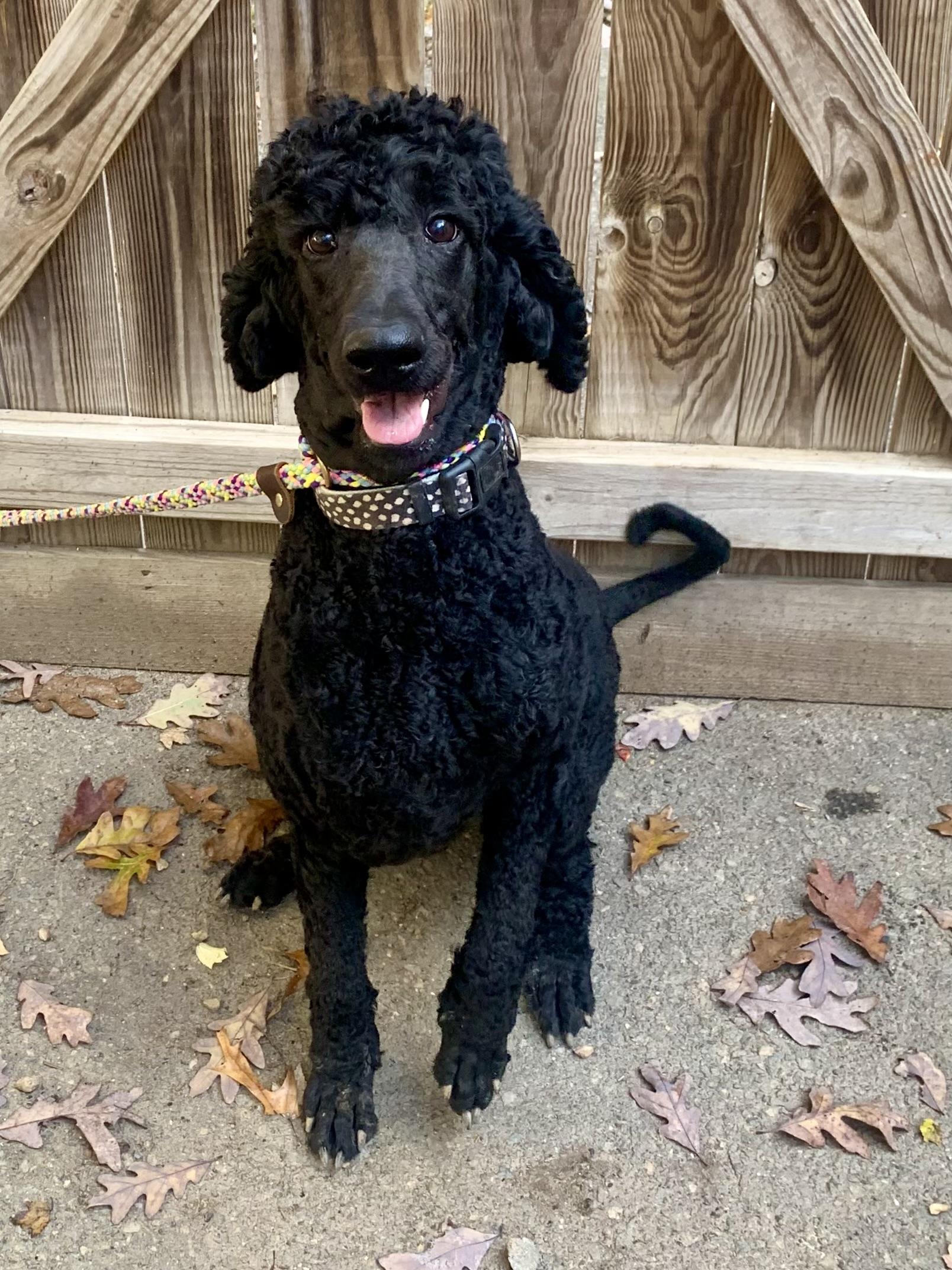 Dog for adoption - Wynton, a Standard Poodle in Richmond, VA | Petfinder
