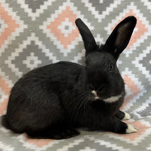 Rabbit for adoption - Capricorn "Cappy", a Dutch in Erie, PA | Petfinder