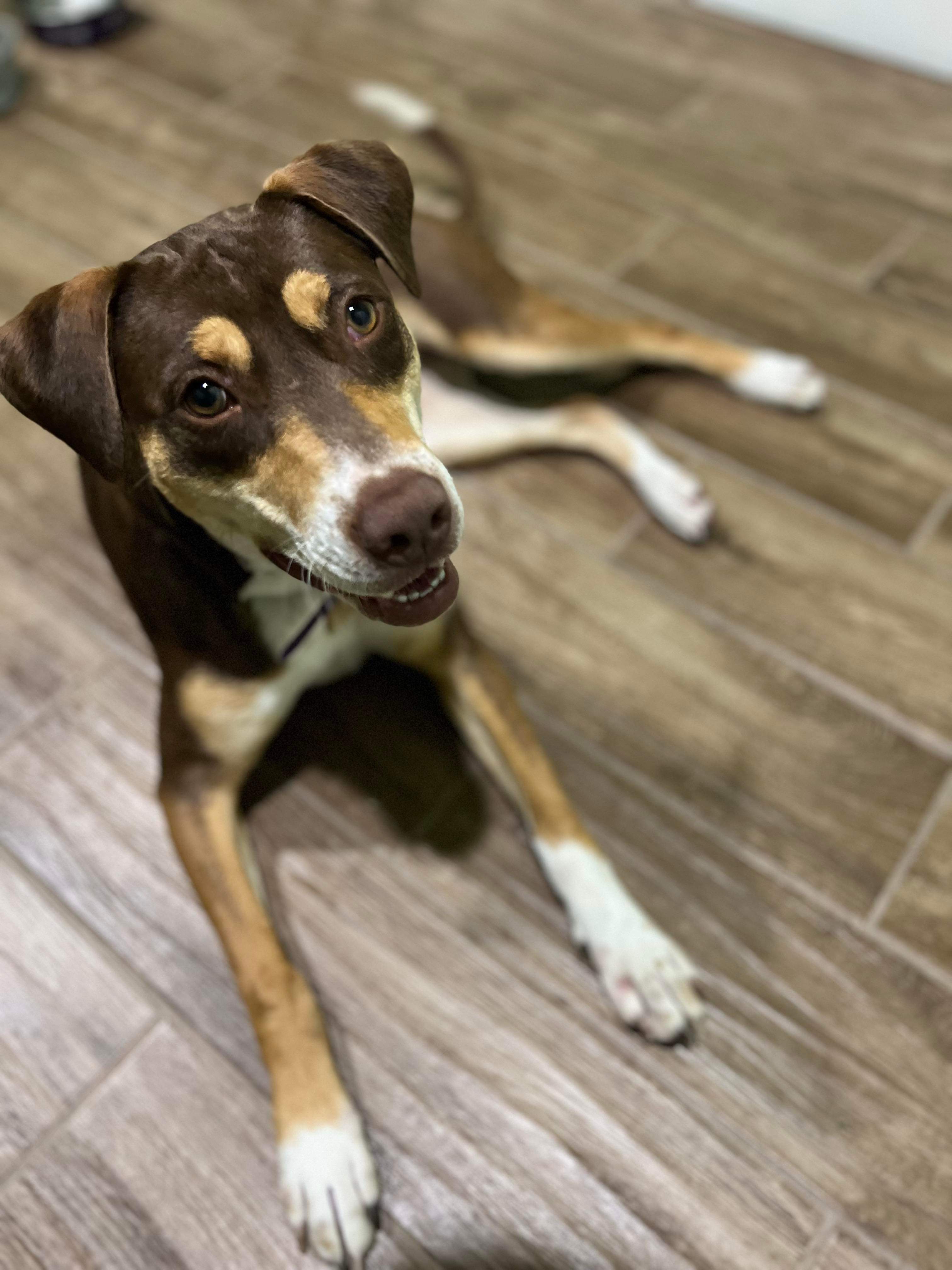 Dog for adoption - RYLEE, a Mixed Breed in Dunn Loring, VA | Petfinder