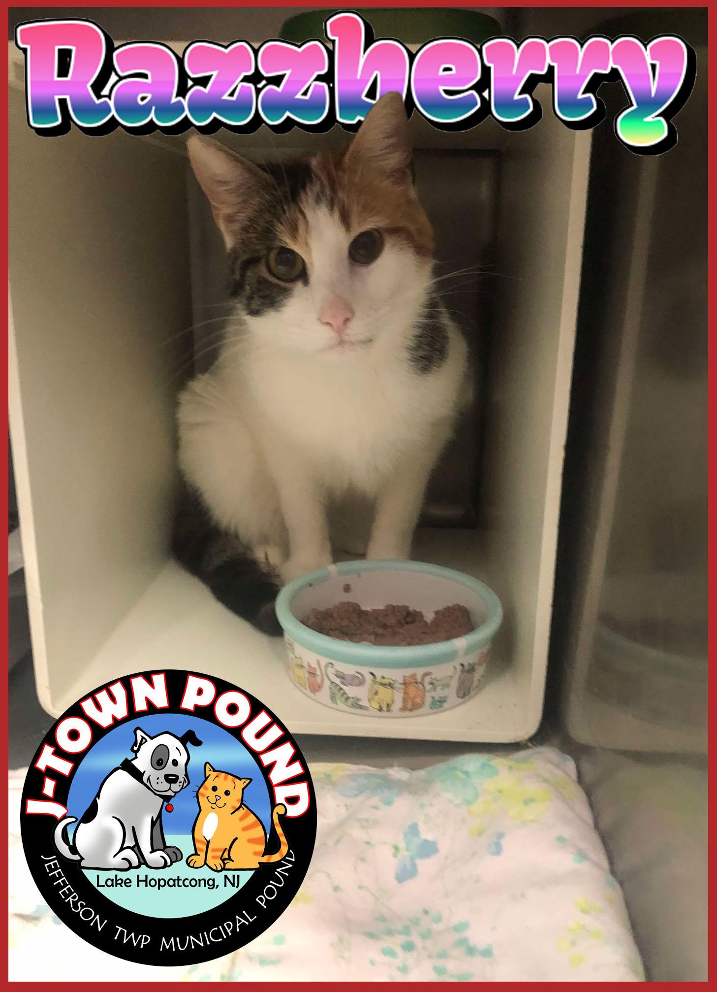 Cat for adoption - Razzberry, a Domestic Short Hair in Lake Hopatcong ...