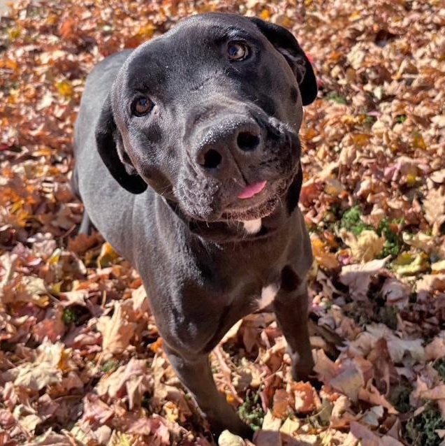 Dog for adoption - Penguin, a Black Labrador Retriever Mix in Columbus ...