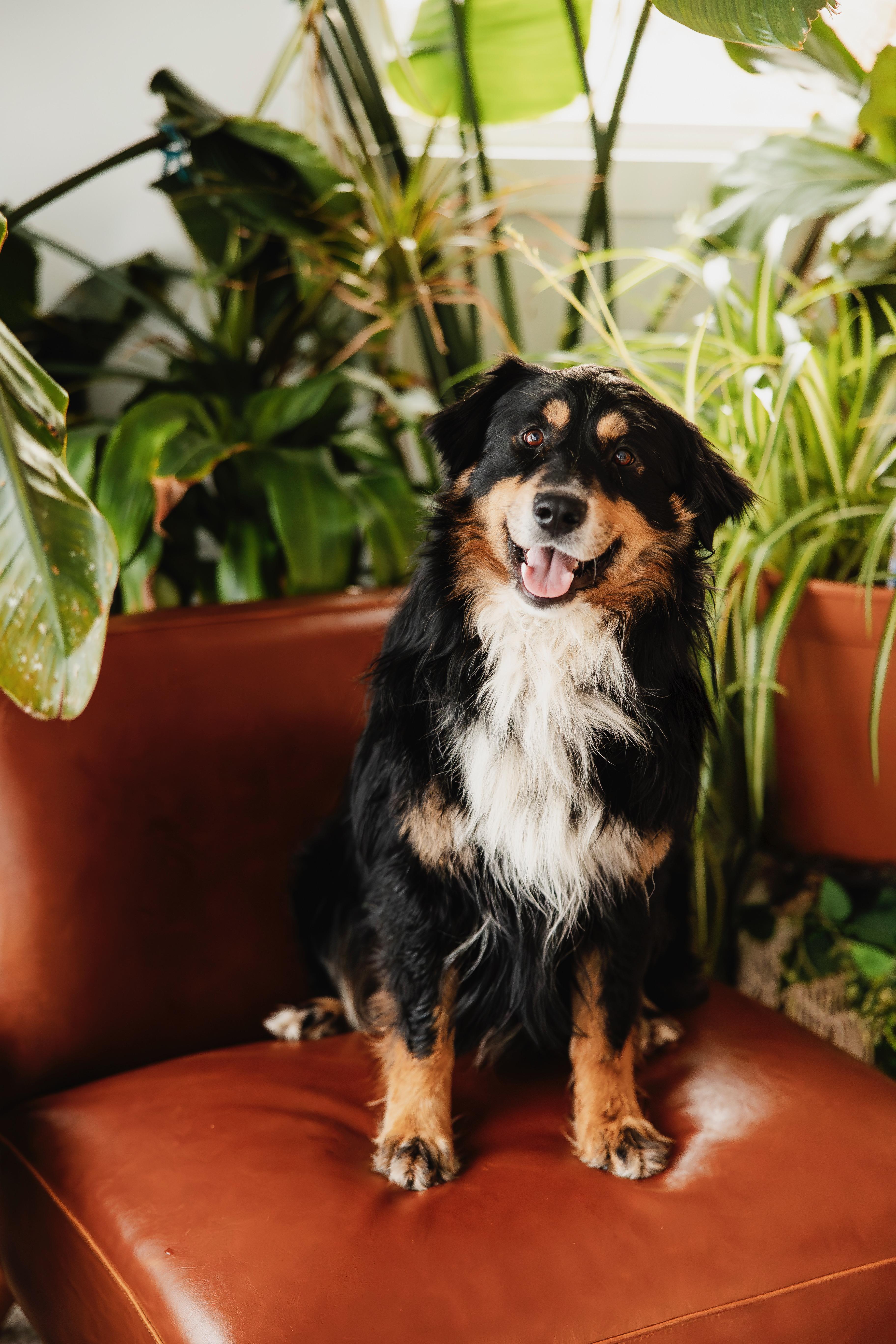 Sam - Adoptable Pet | Petfinder | Petfinder