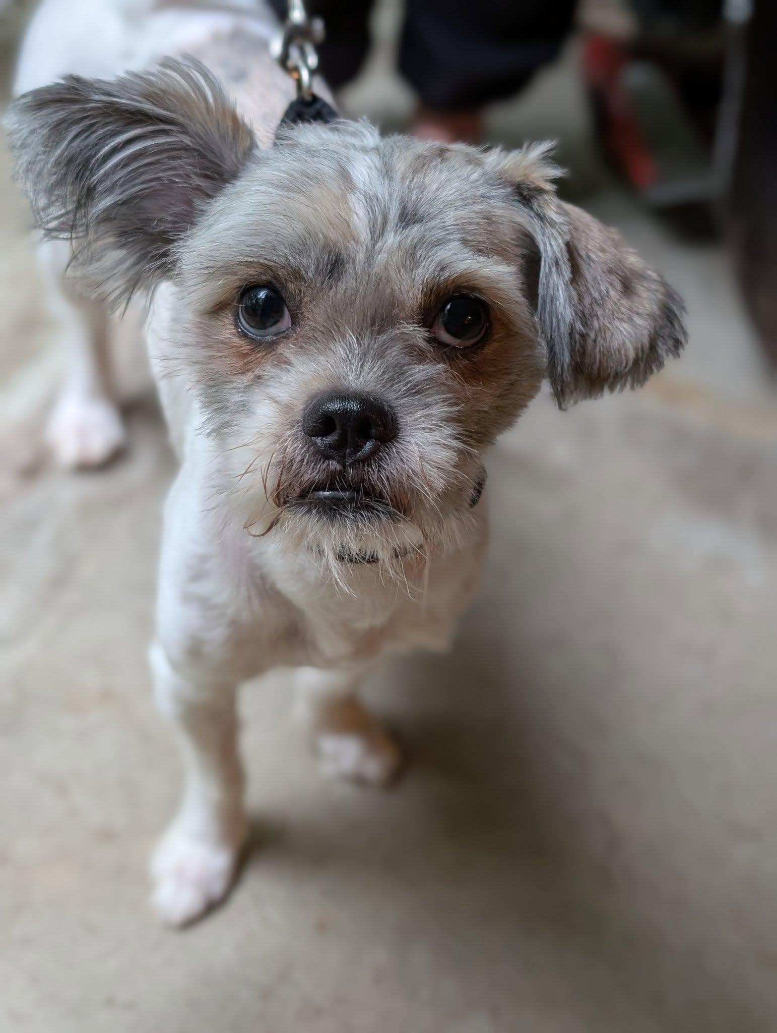 Dog for adoption - Markel, a Shih Tzu in Mansfield Center, CT | Petfinder