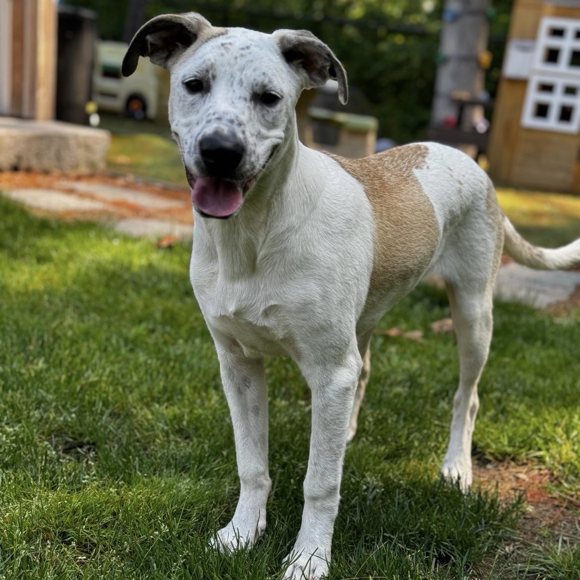 Dog for adoption - Marvel, a Pit Bull Terrier Mix in Pelham, NH | Petfinder