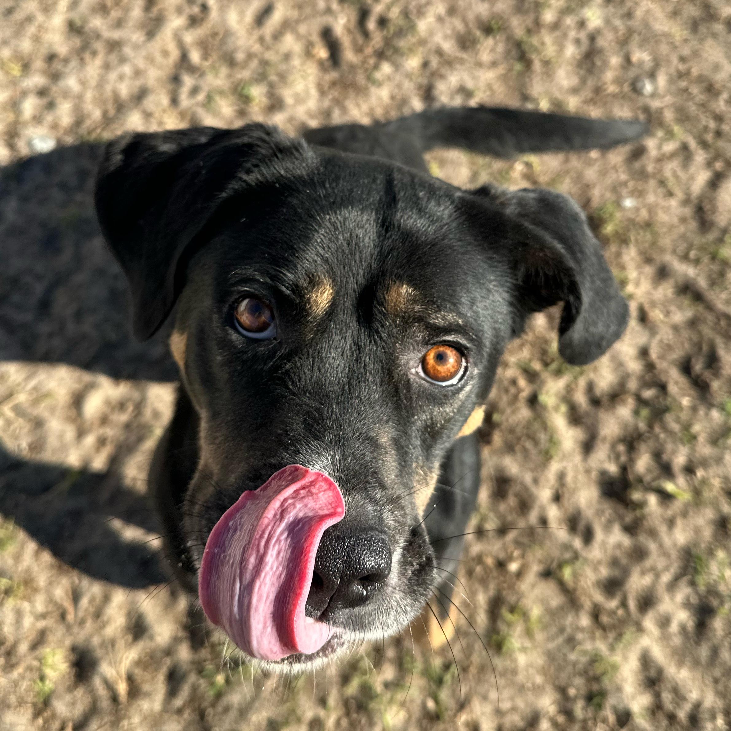 Rio - Adoptable Pet | Petfinder | Petfinder