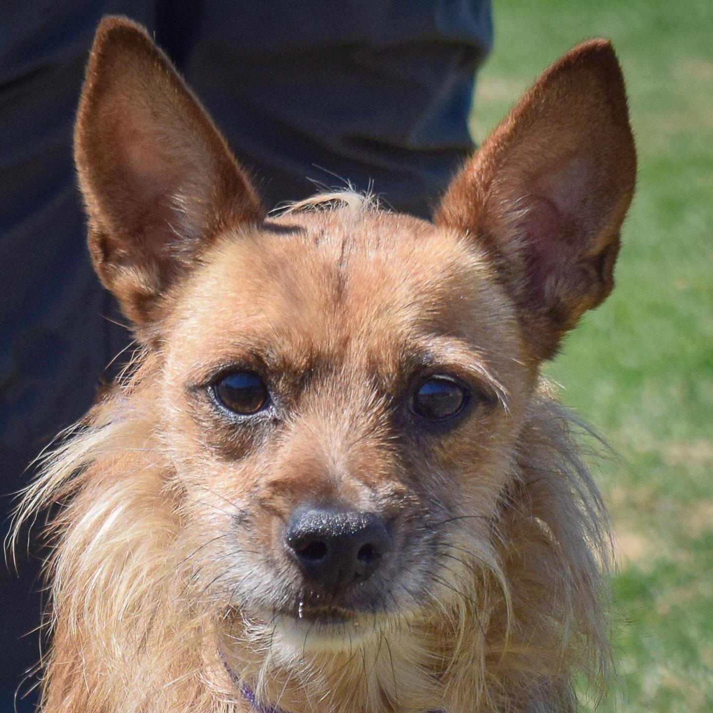 Dog for adoption - Poppy, a Wirehaired Terrier Mix in Huntley, IL ...