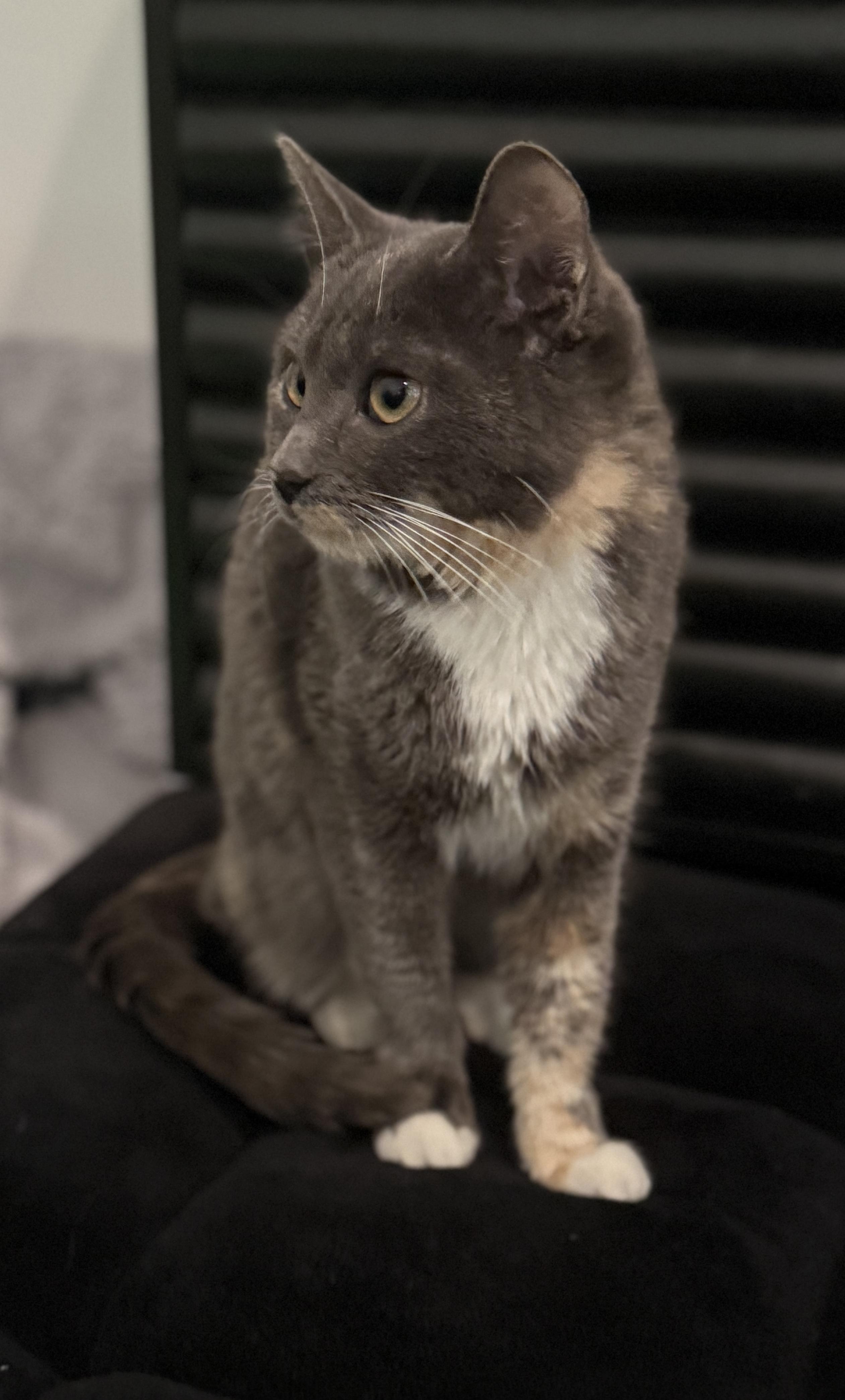 Blue - Adoptable Pet | Petfinder | Petfinder